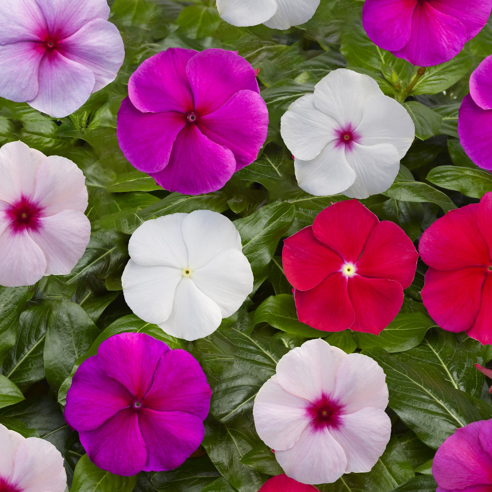 Vinca Blockbuster Mix – Vis Seed