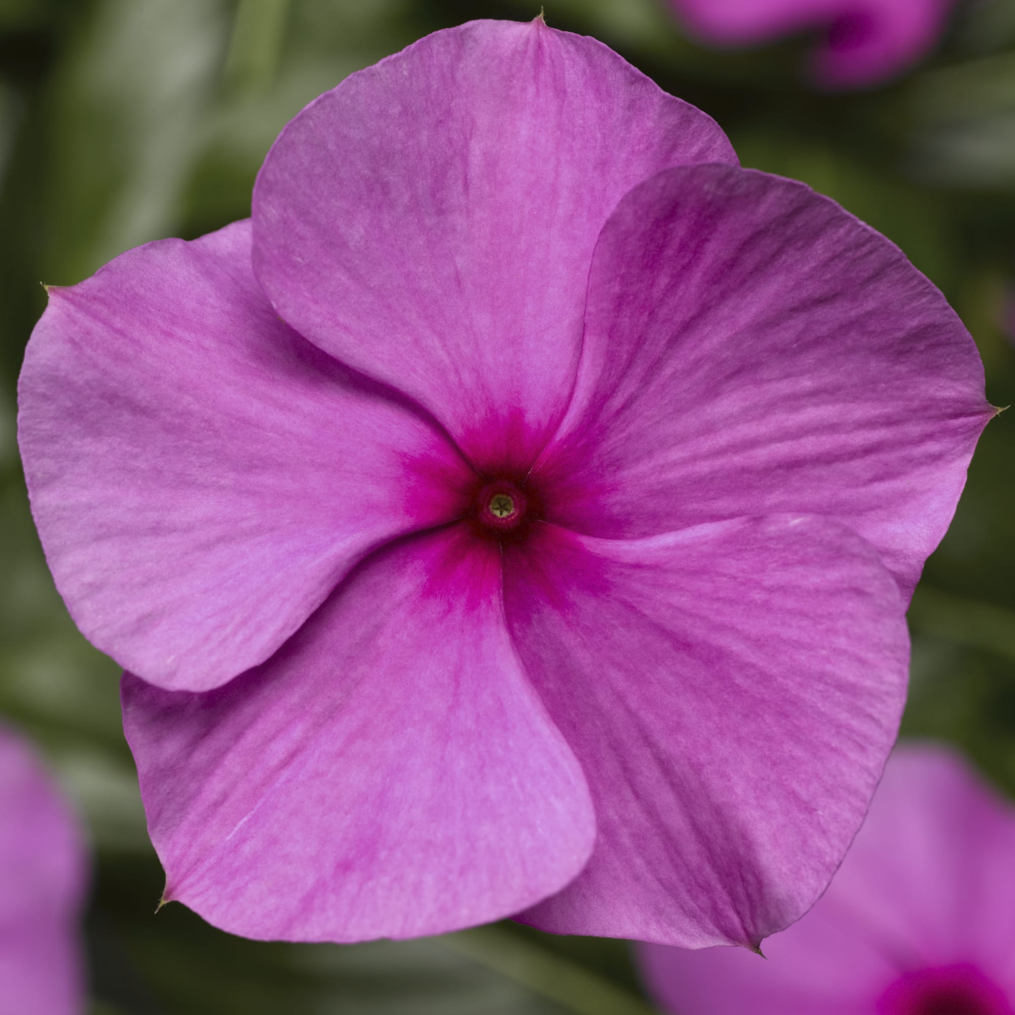 Vinca Cora Cascade XDR Lilac – Vis Seed