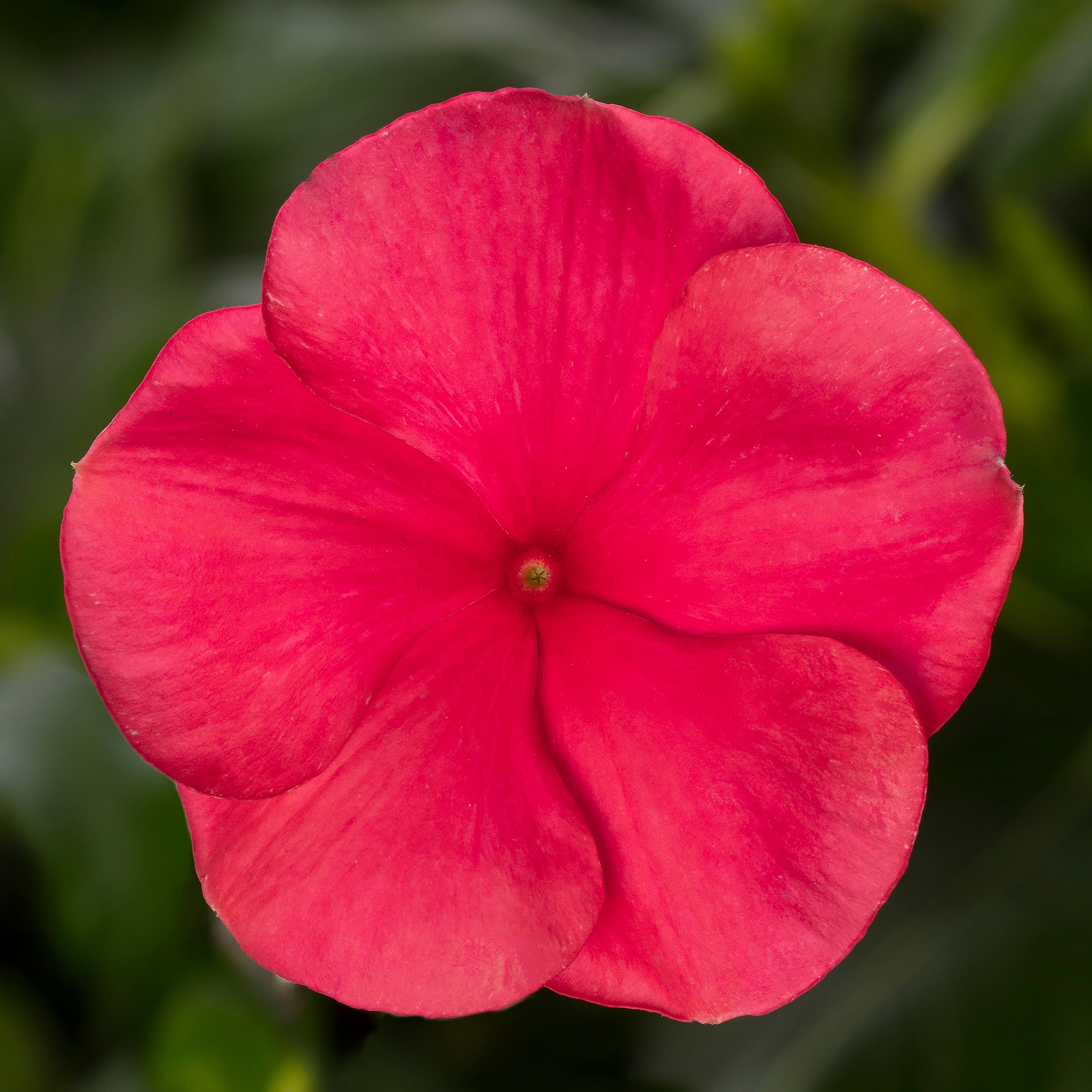Vinca Cora Cascade XDR Punch – Vis Seed
