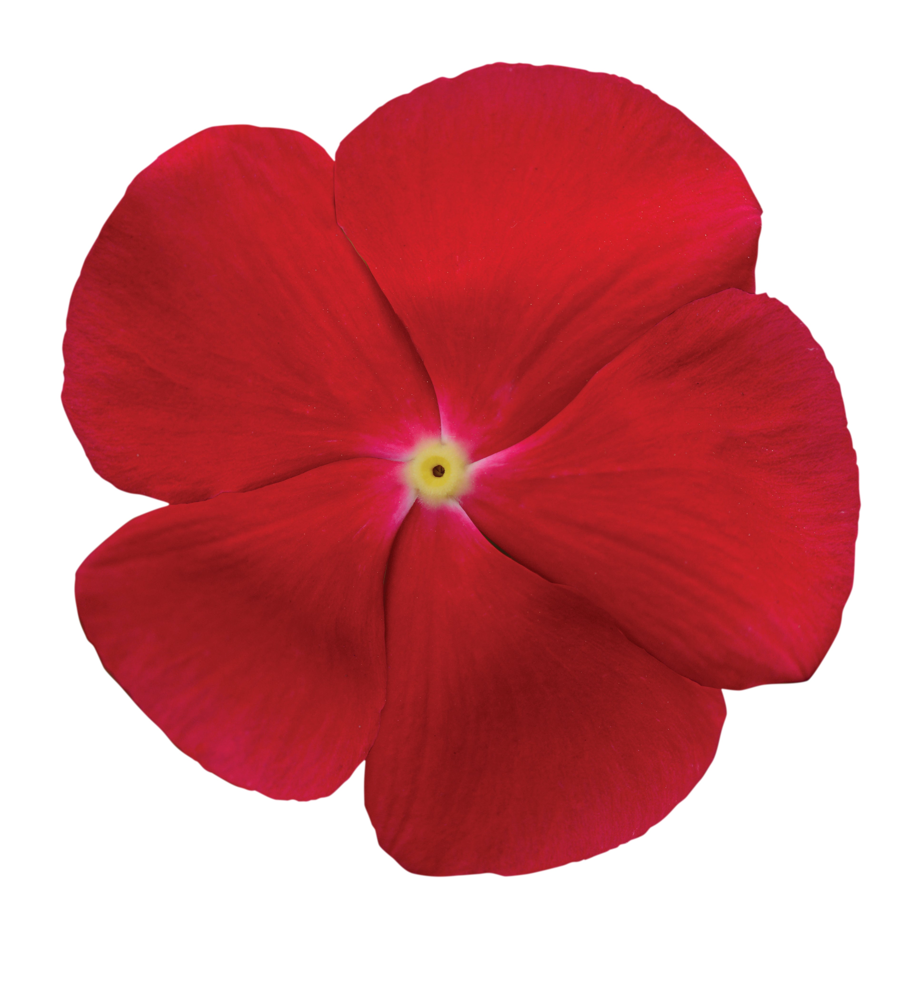 Vinca Titan Really Red – Vis Seed