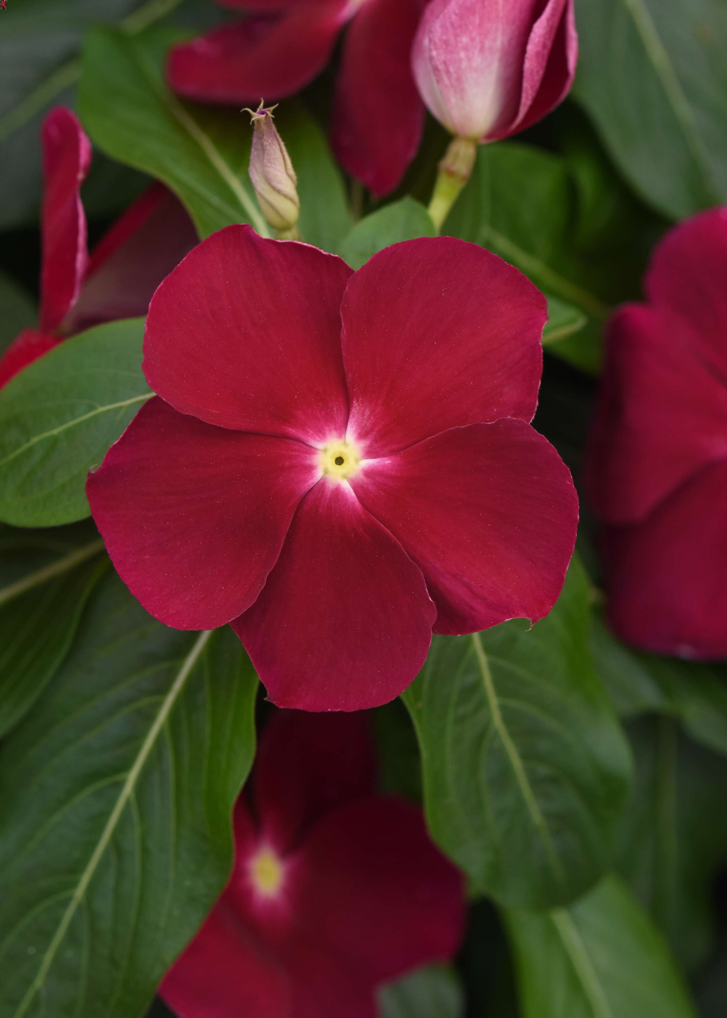 Vinca Titan Cranberry – Vis Seed