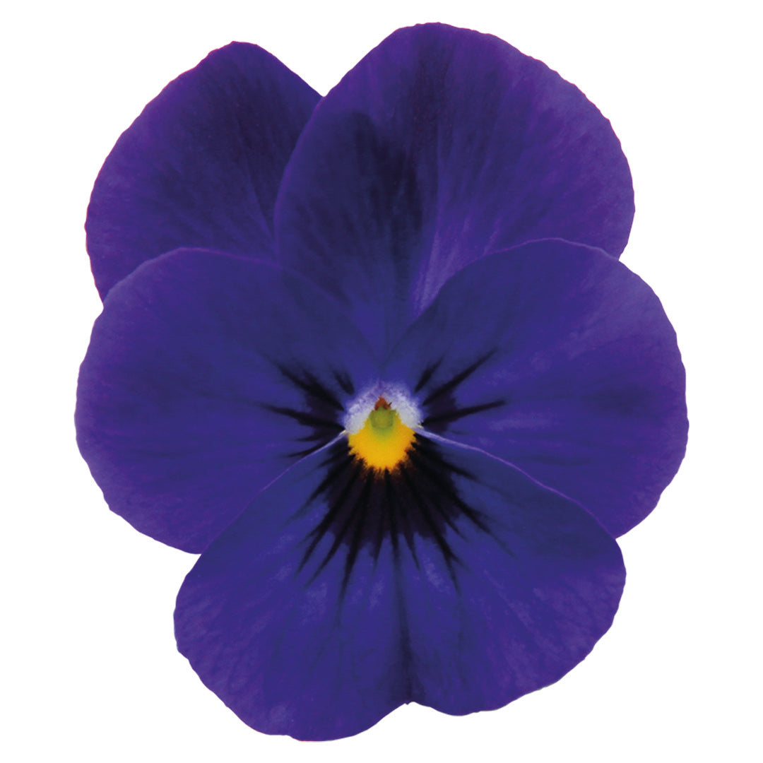 Viola Admire Deep Blue – Vis Seed