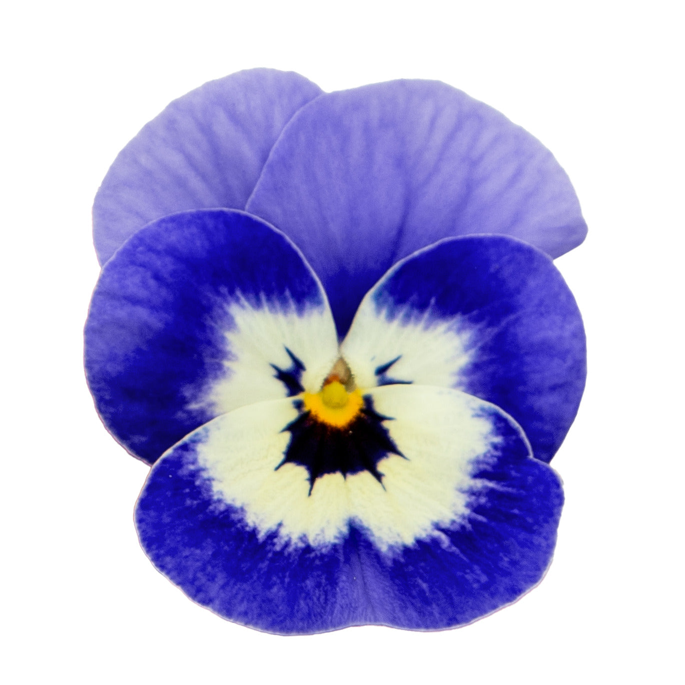 Viola Admire Deep Marina – Vis Seed