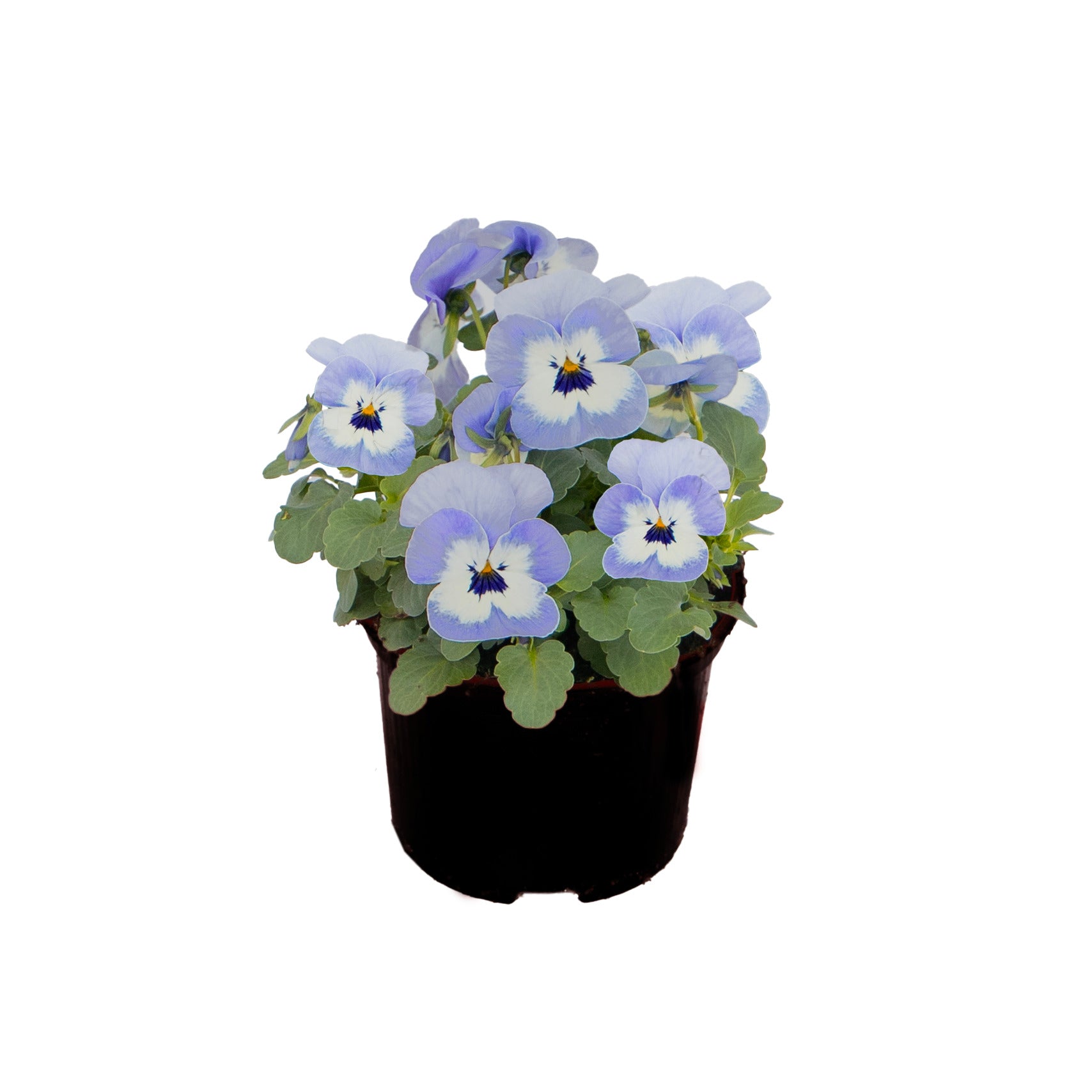 Viola Admire Marina – Vis Seed