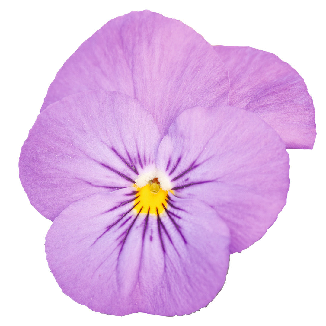 Viola Admire Pink – Vis Seed