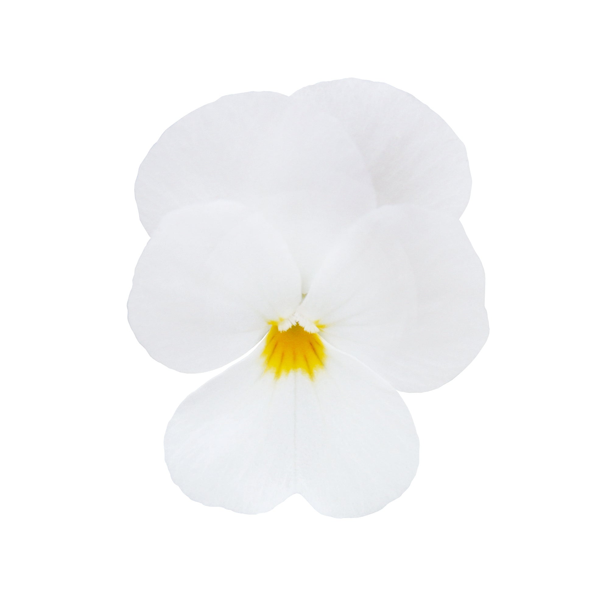 Viola Admire White – Vis Seed