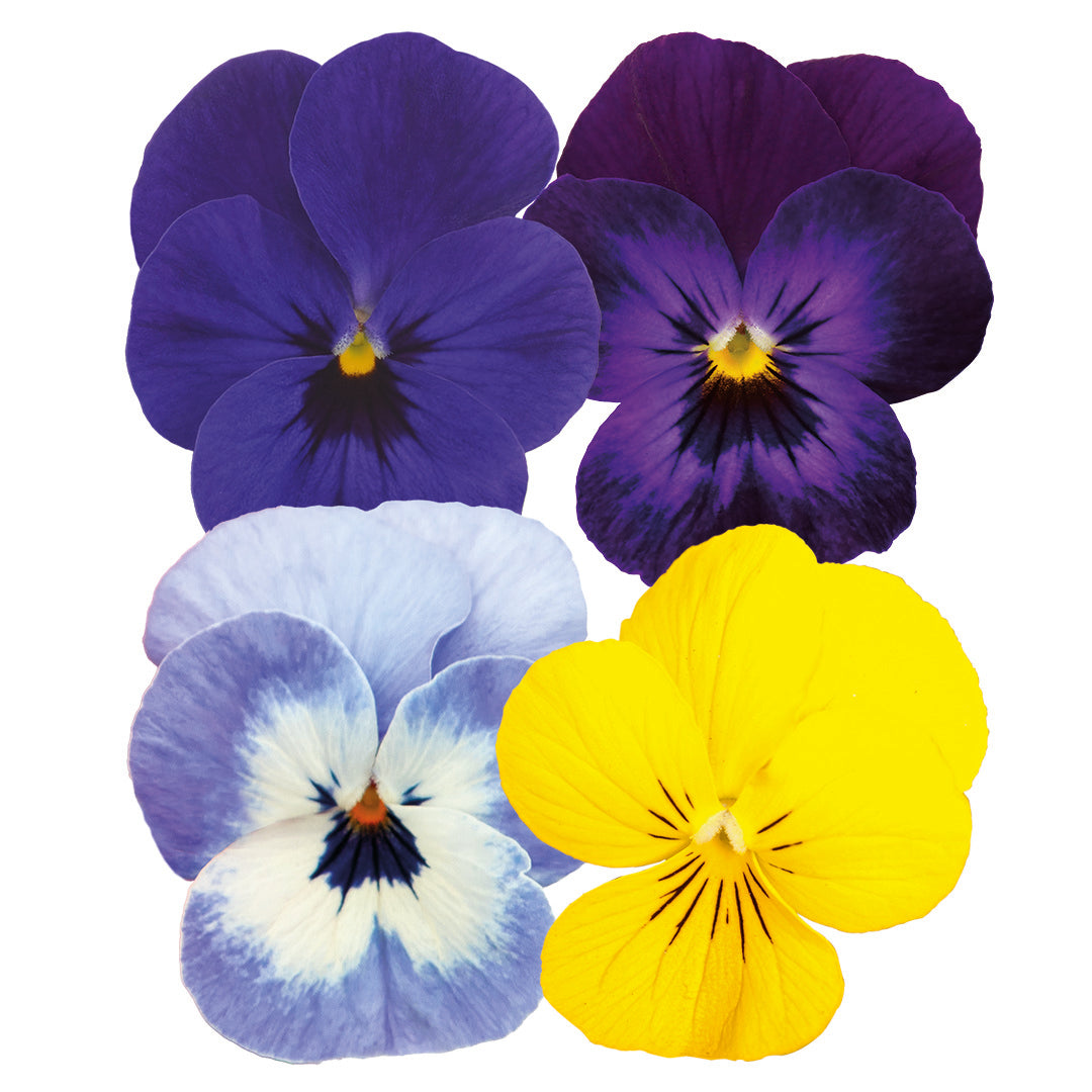 Viola Admire California Mix – Vis Seed