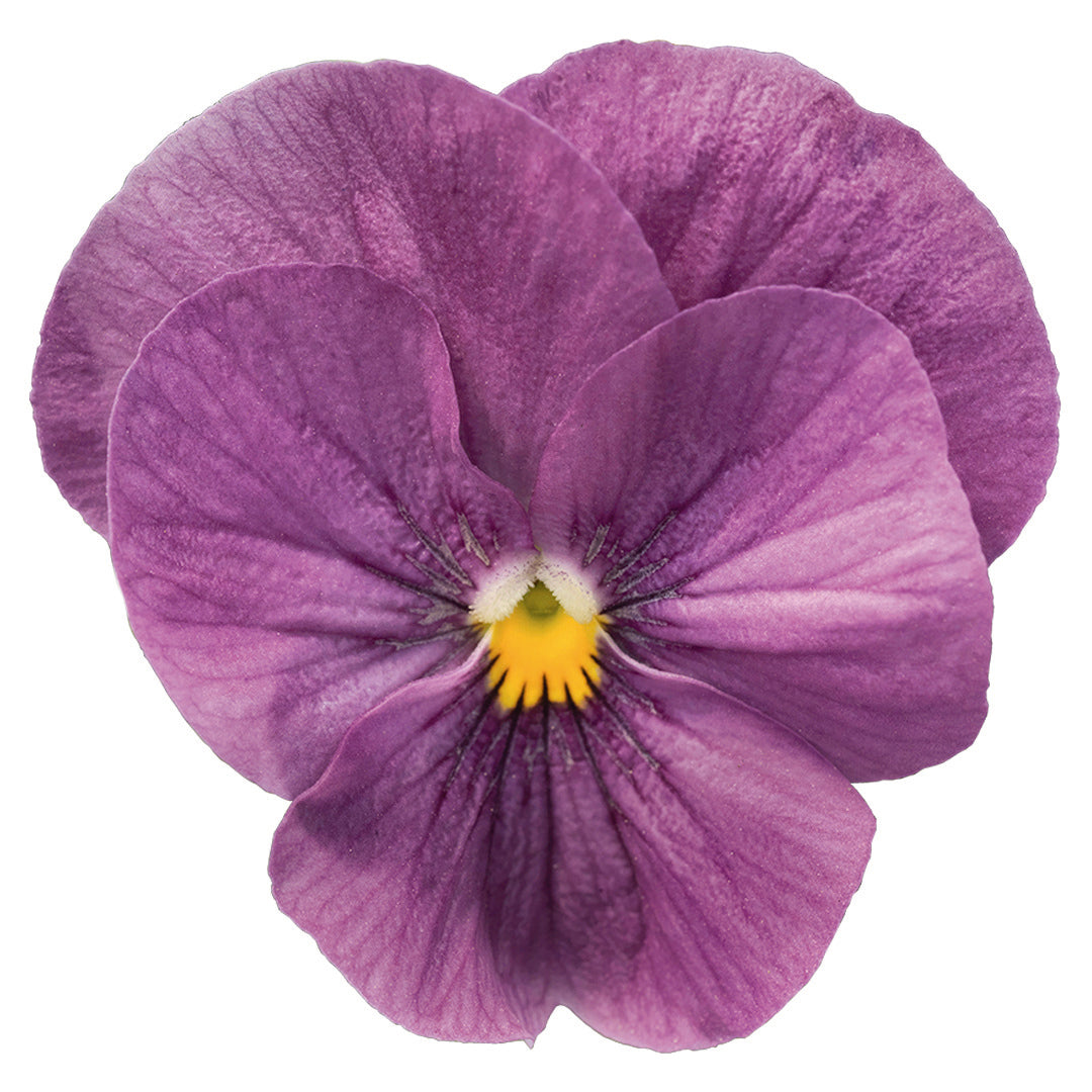 Viola Admire Orchid – Vis Seed