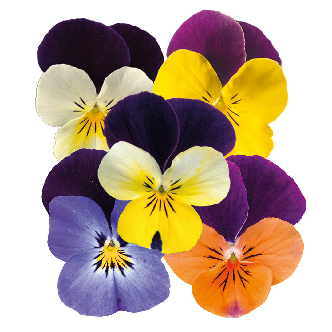 Viola Admire Jump Up Mix – Vis Seed