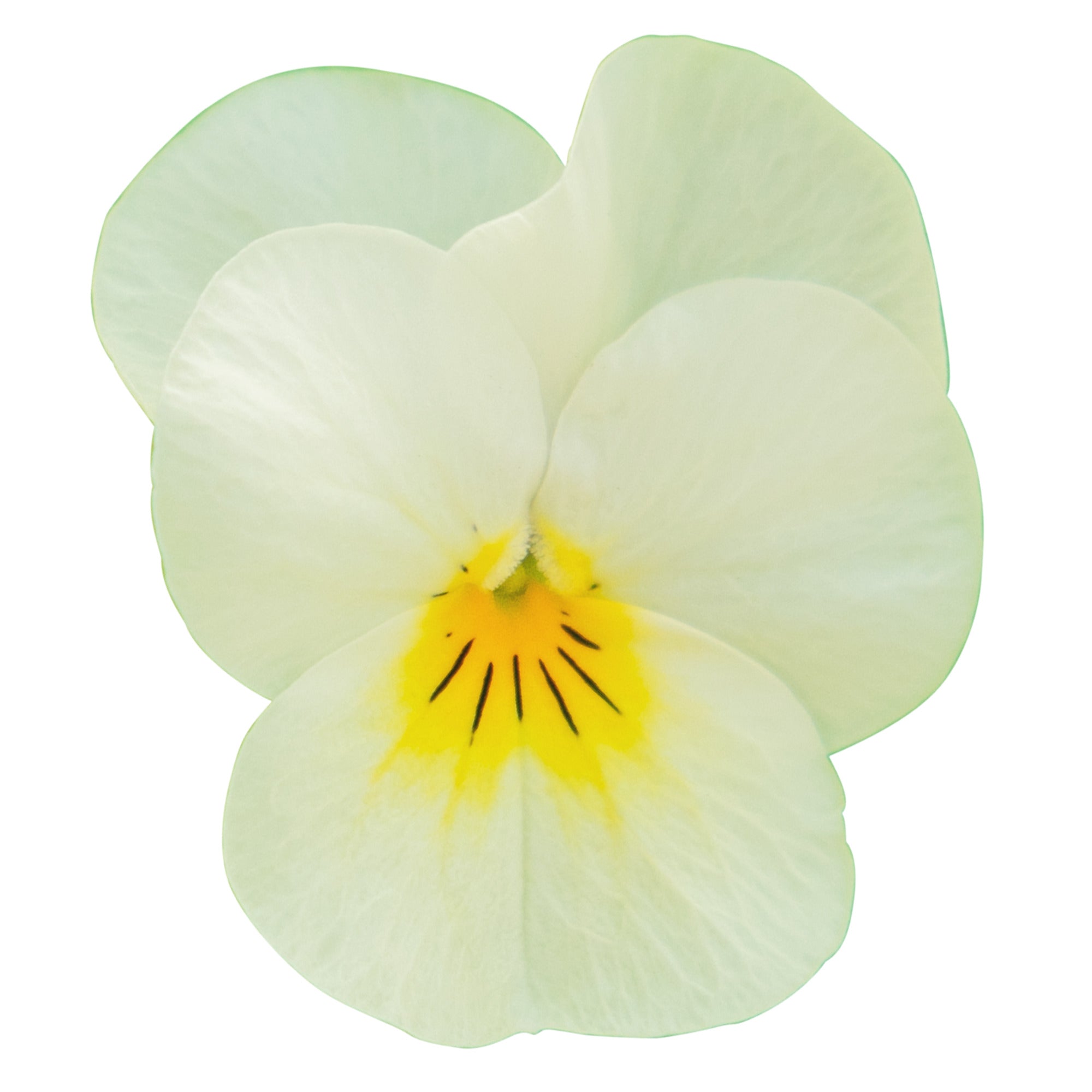 Viola Admire Cream – Vis Seed