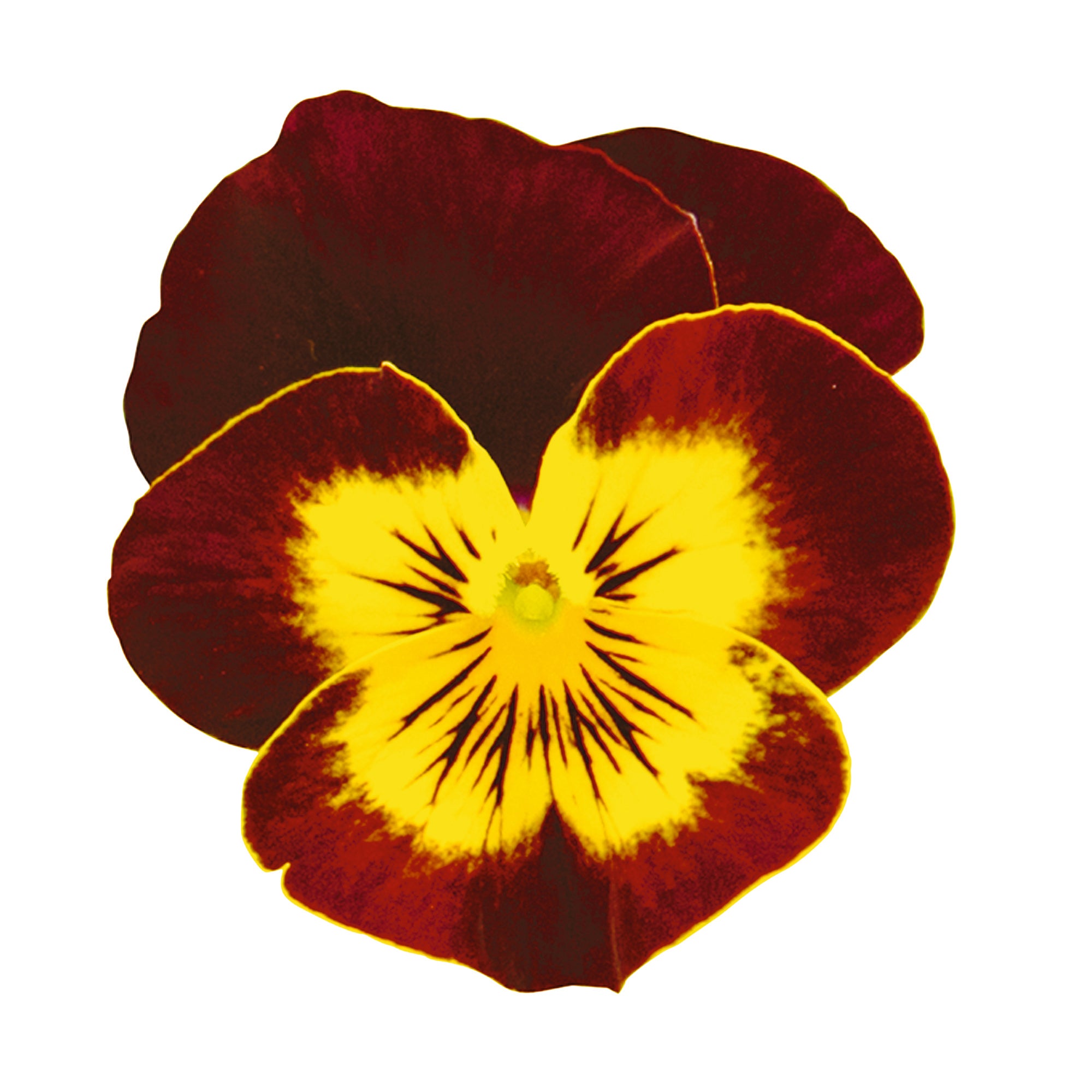 Viola Admire Red Yellow Face – Vis Seed