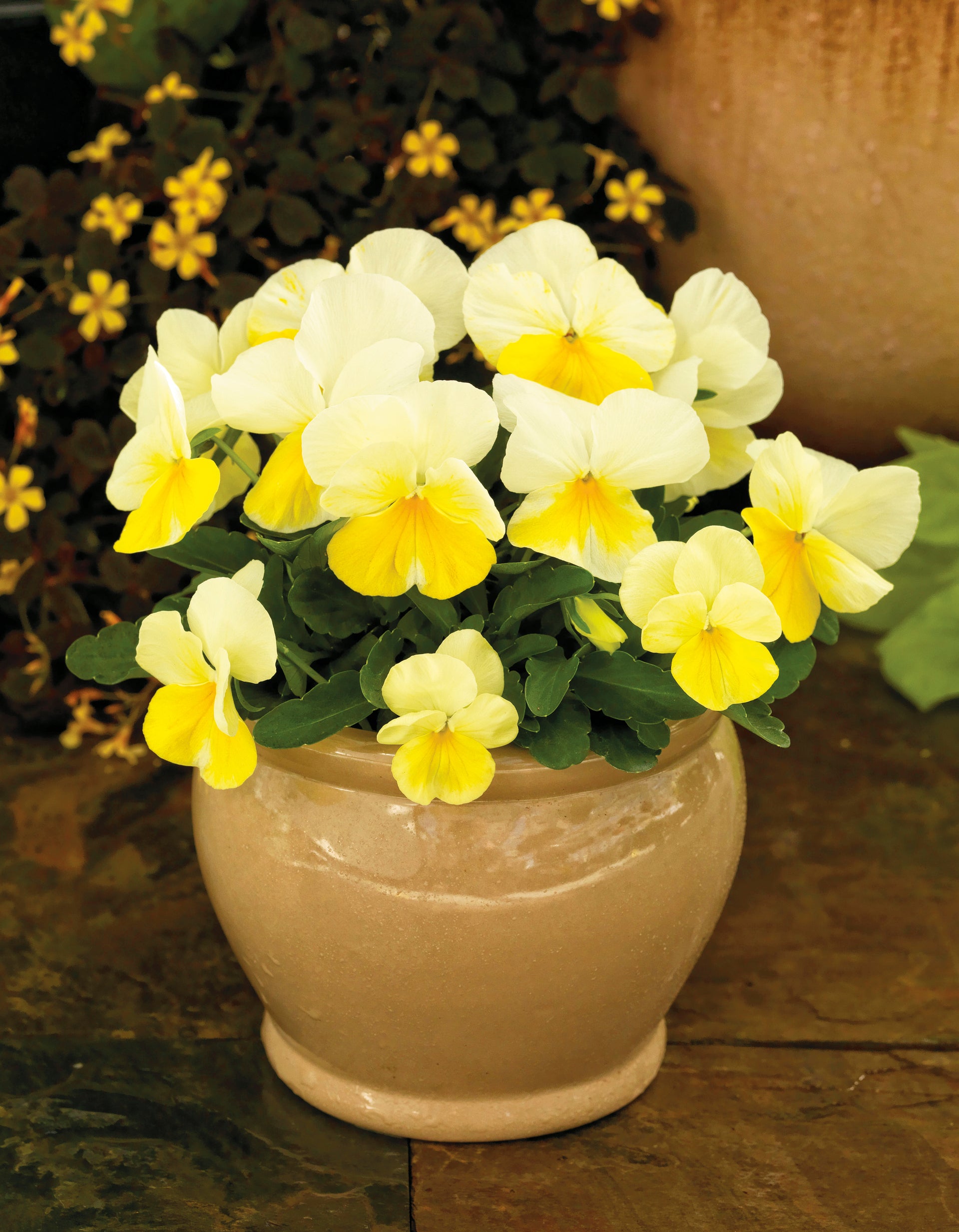 Viola ColorMax Lemon Splash Primax – Vis Seed