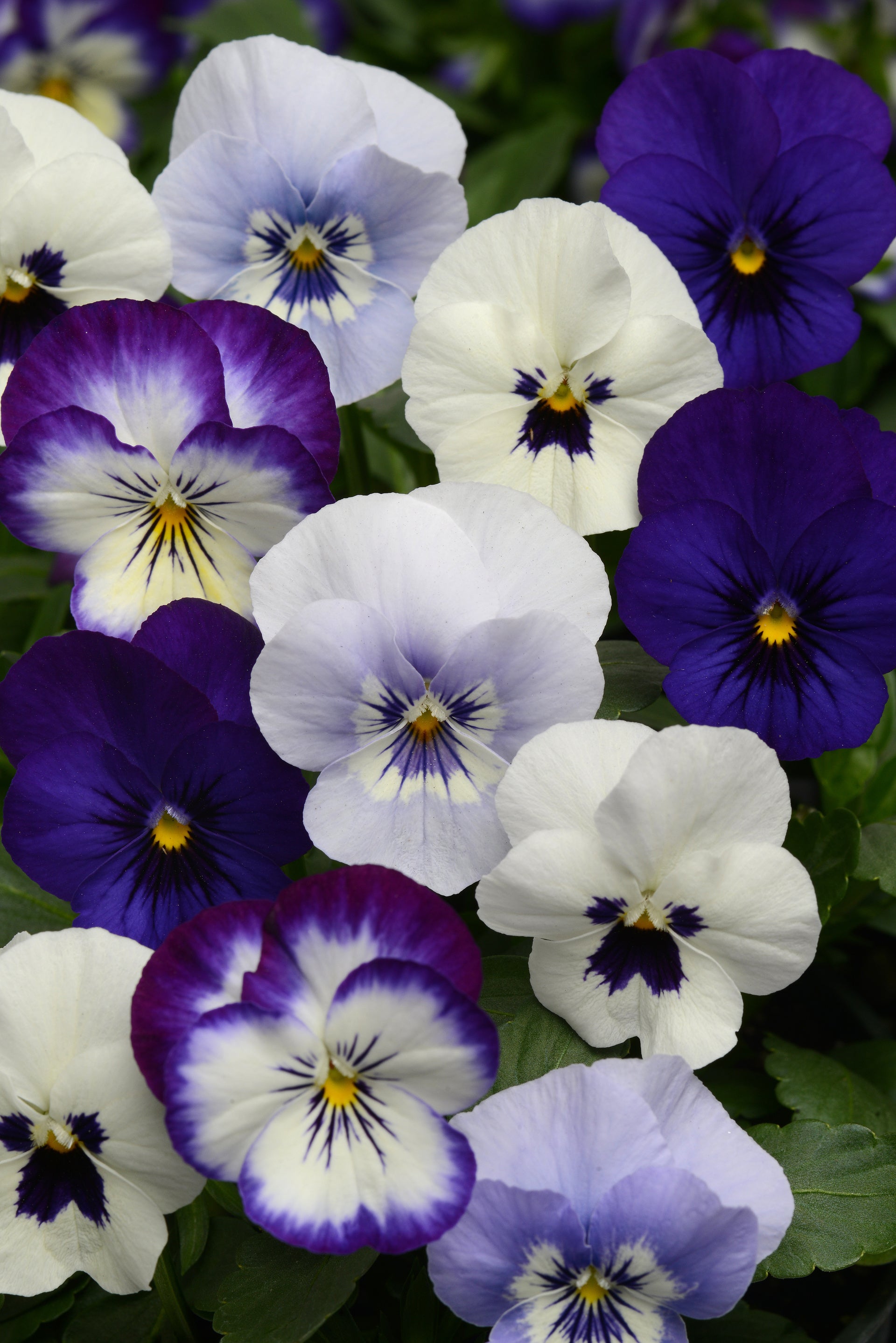 Viola Sorbet XP Ocean Breeze Mix – Vis Seed