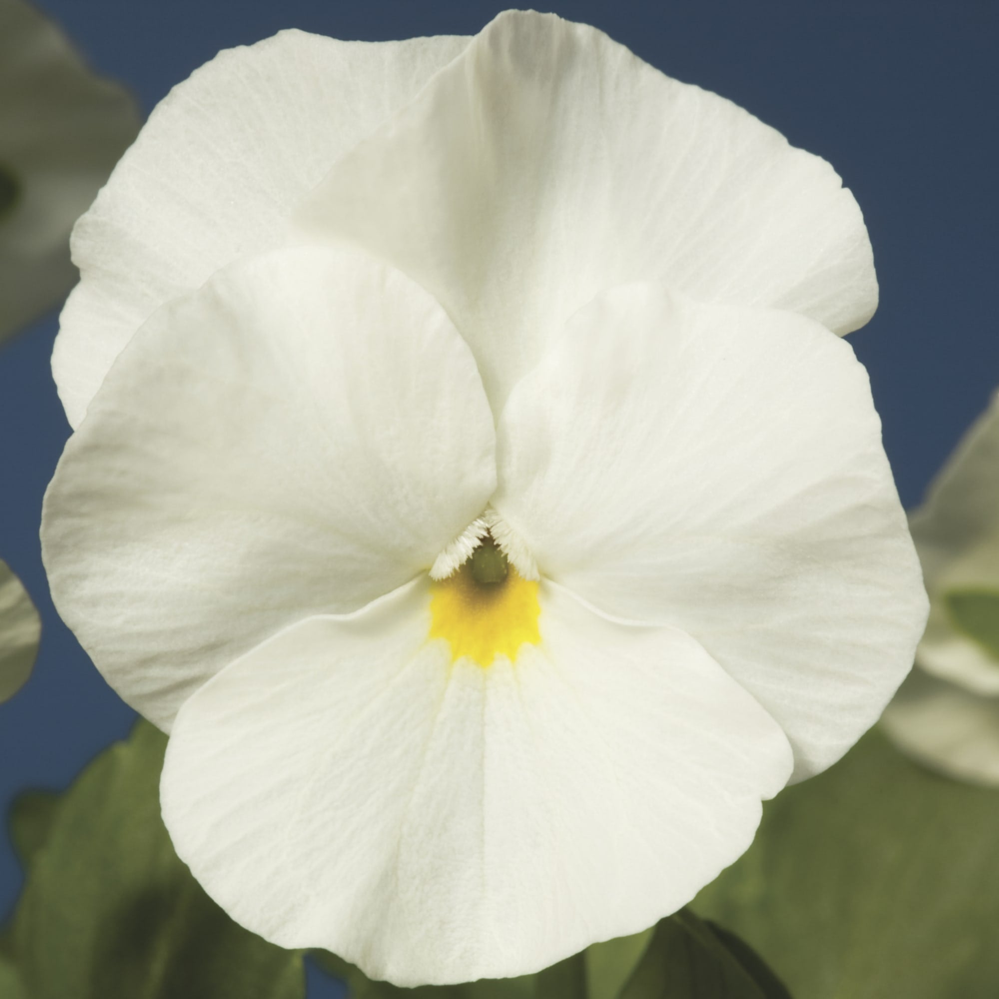 Viola Penny White – Vis Seed