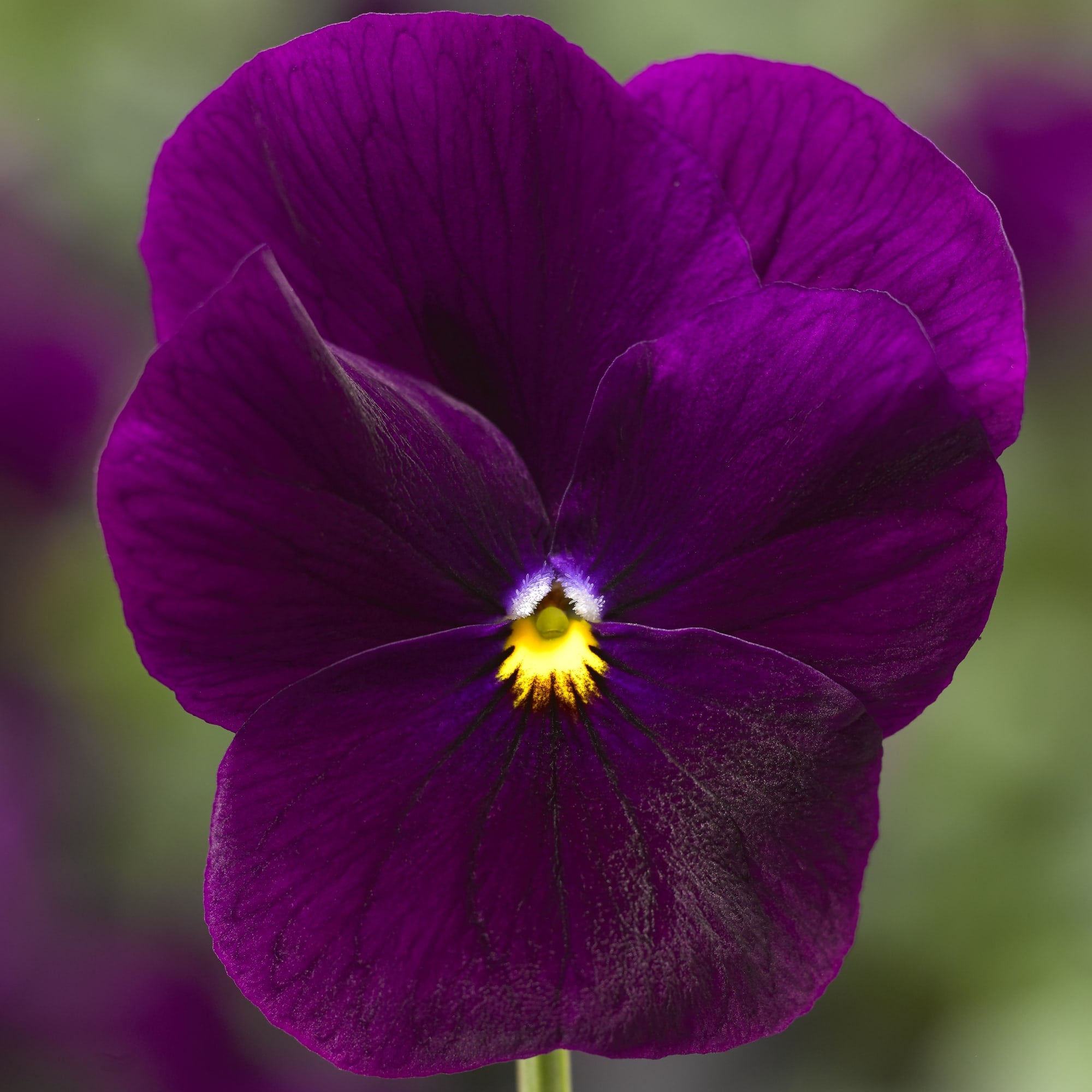 Viola Penny Violet – Vis Seed