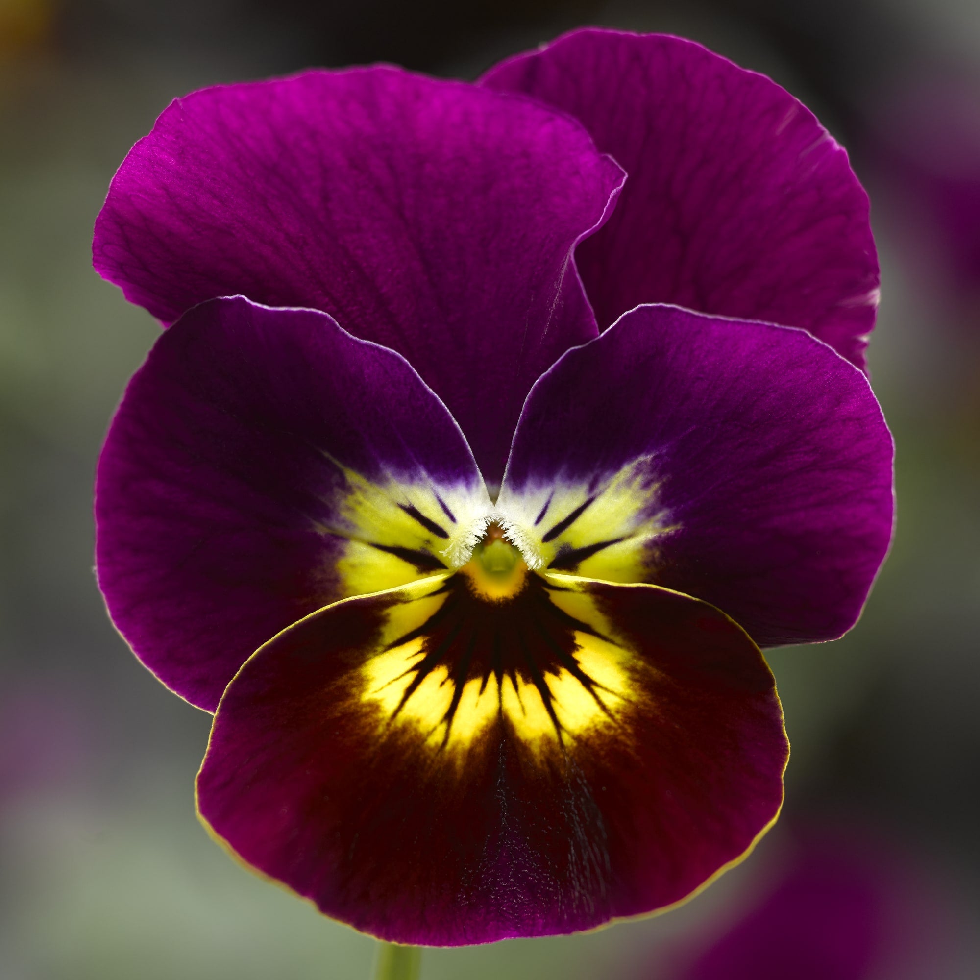 Viola Penny Violet Tiger Face – Vis Seed