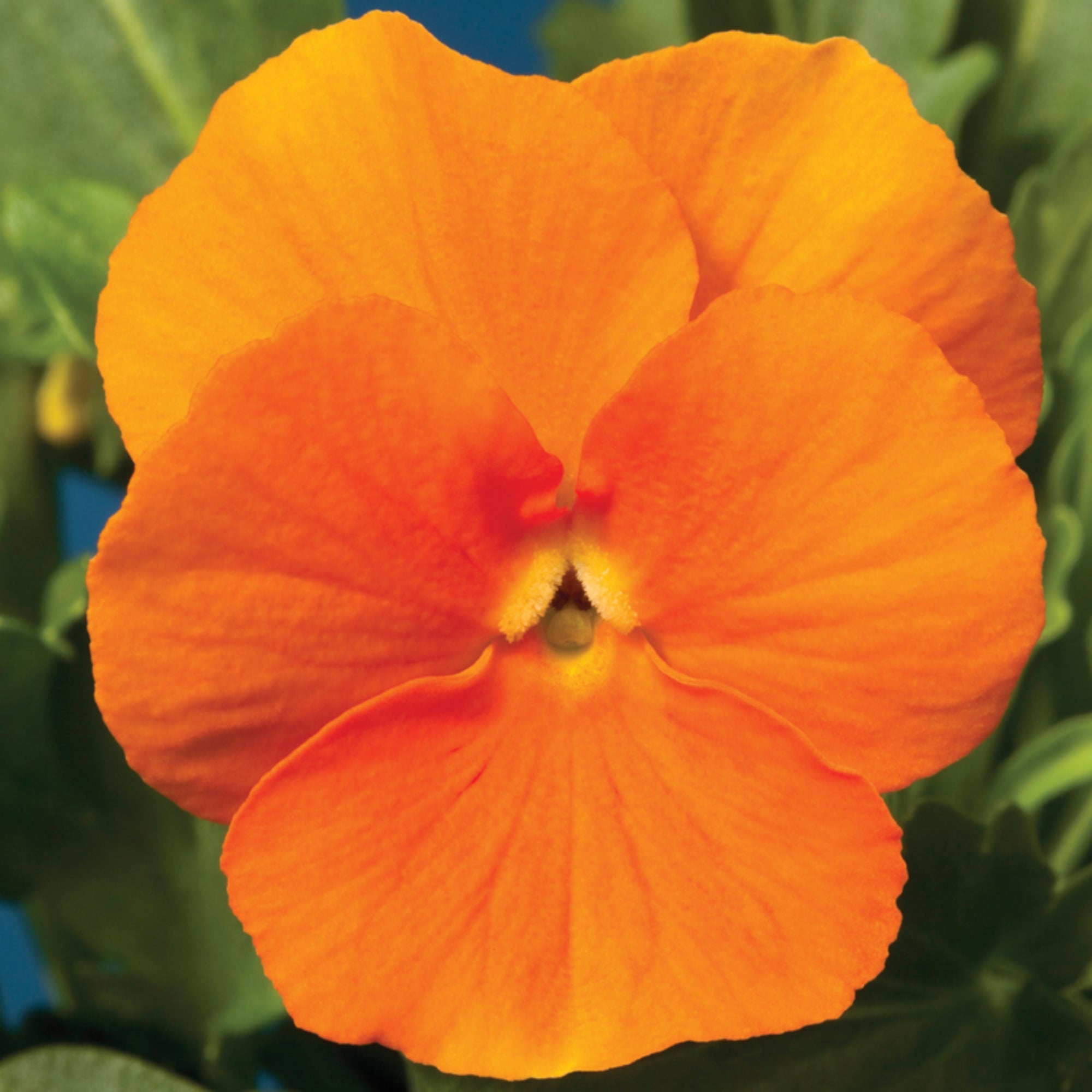 Viola Penny Pro Orange – Vis Seed