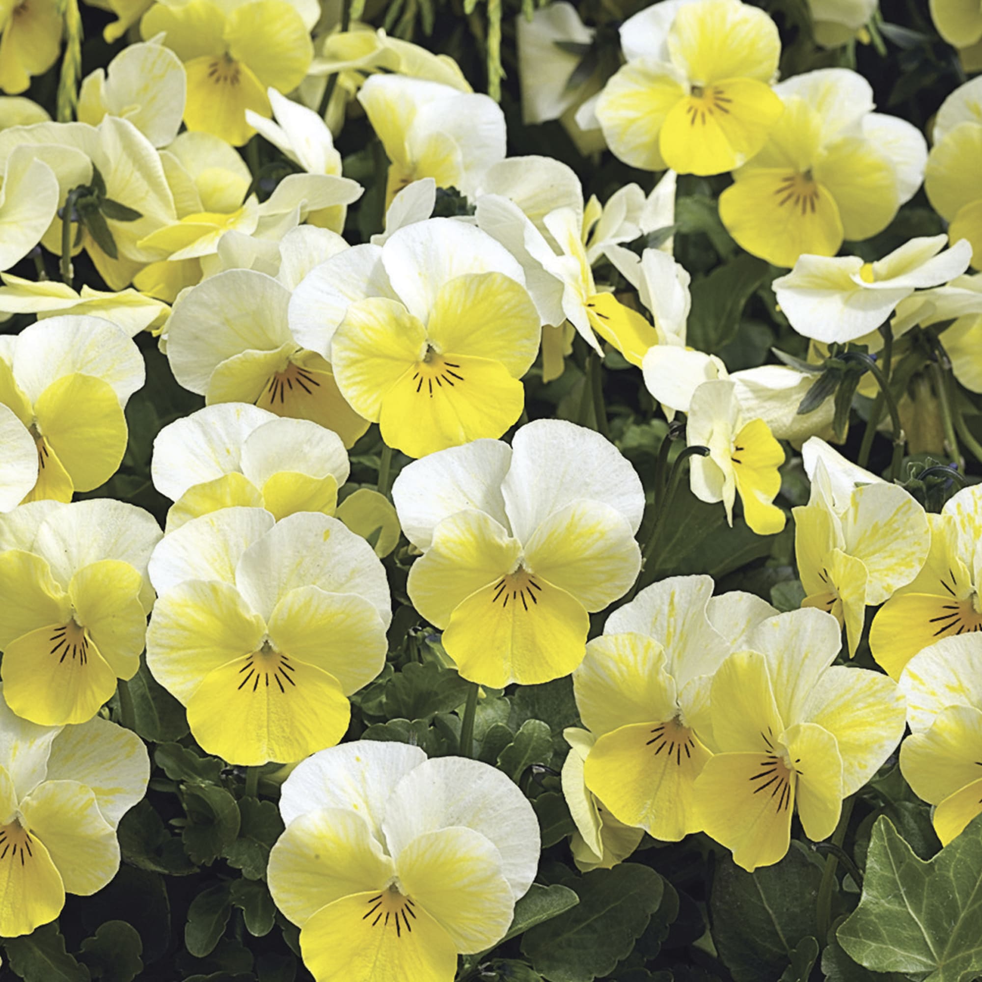 Viola Penny Primrose Bi-color – Vis Seed