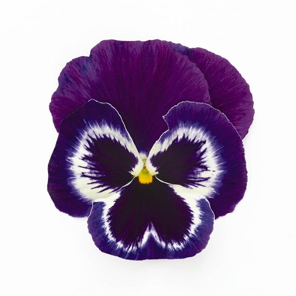 Pansy Inspire Plus Violet Face Primed – Vis Seed
