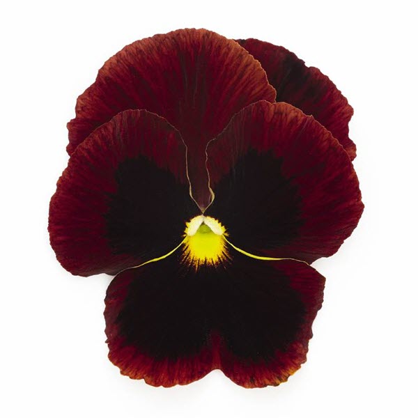 Pansy Inspire Plus Red Blotch Primed – Vis Seed