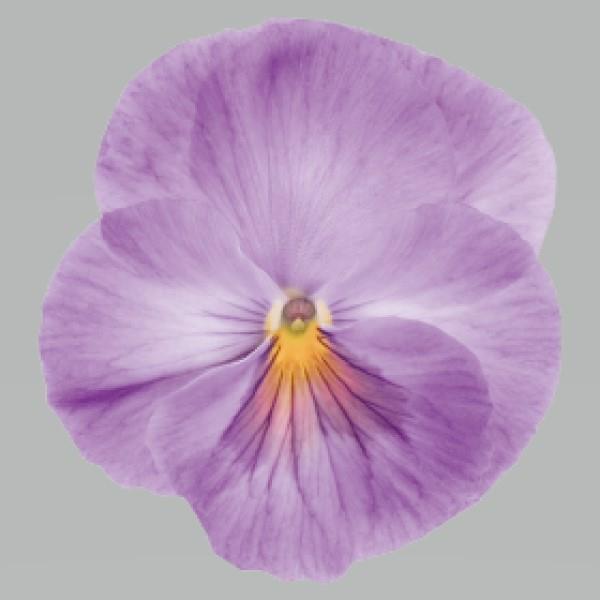 Pansy Inspire Lavender Pink Primed – Vis Seed
