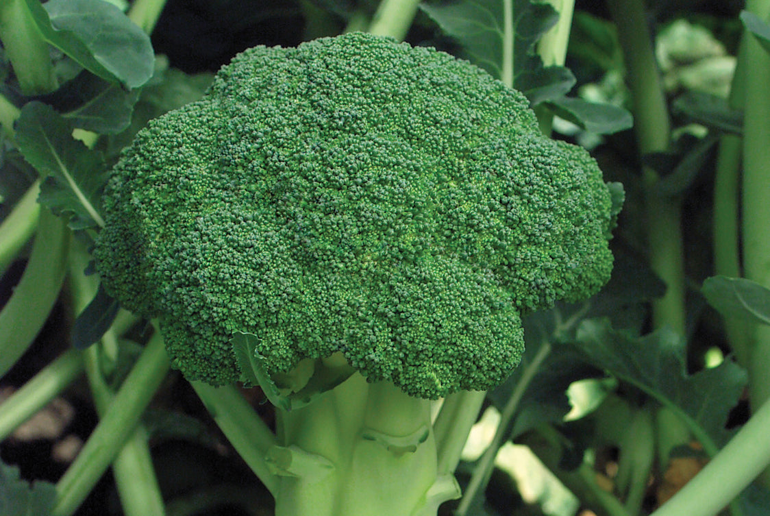 Broccoli Marathon – Vis Seed