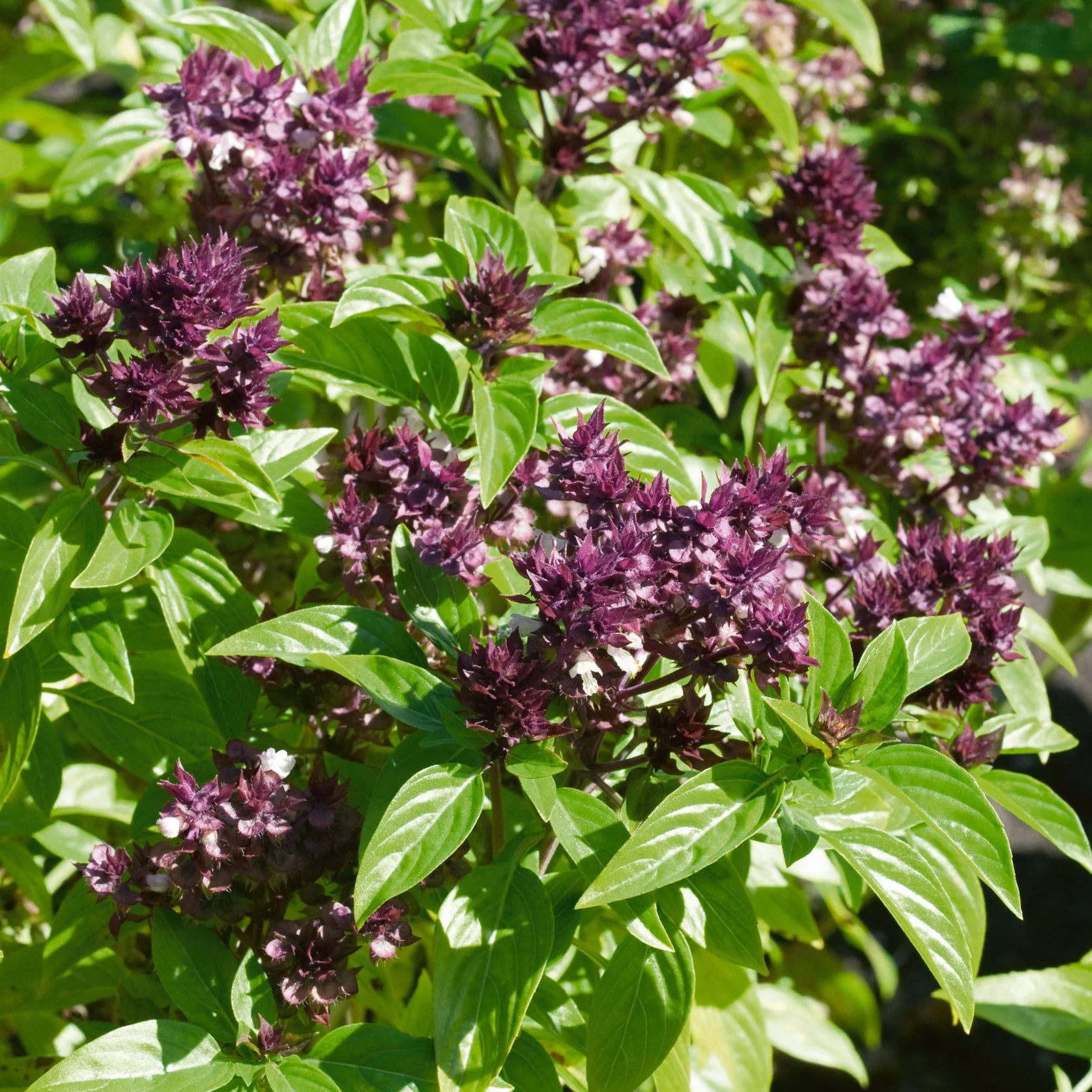 Basil Siam Queen – Vis Seed