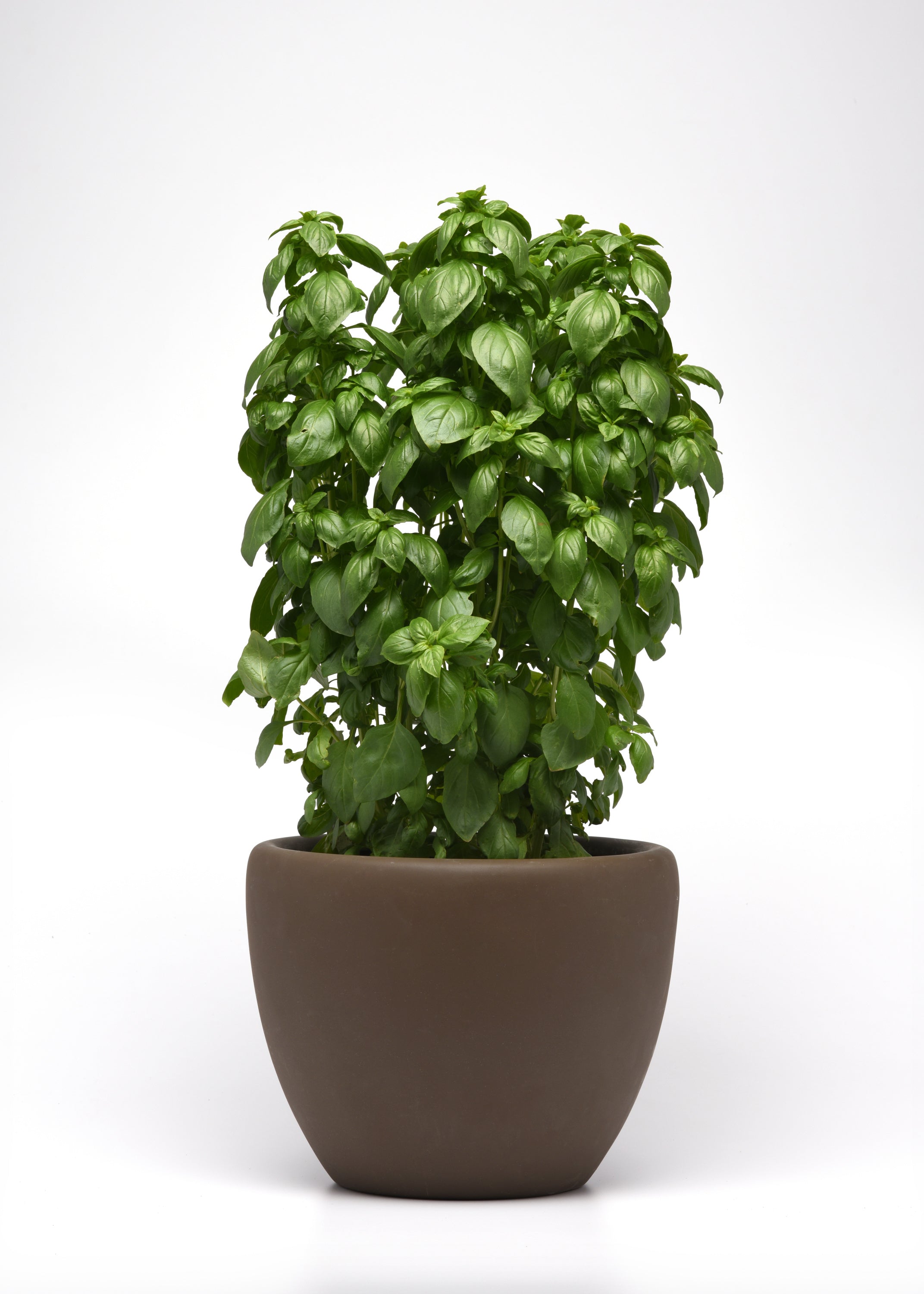 Basil Everleaf Emerald Towers – Vis Seed