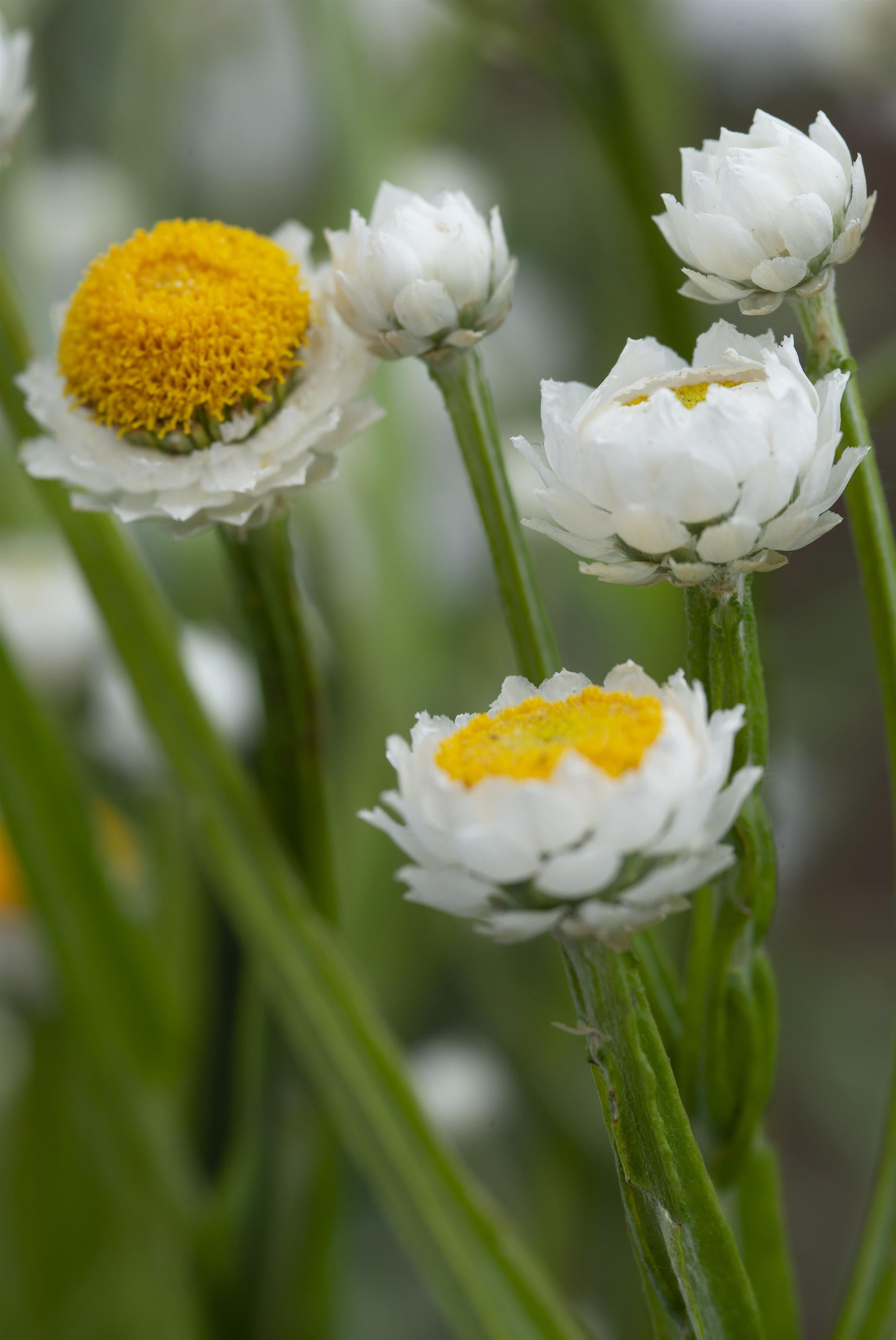 Ammobium alatum Grandiflorum – Vis Seed