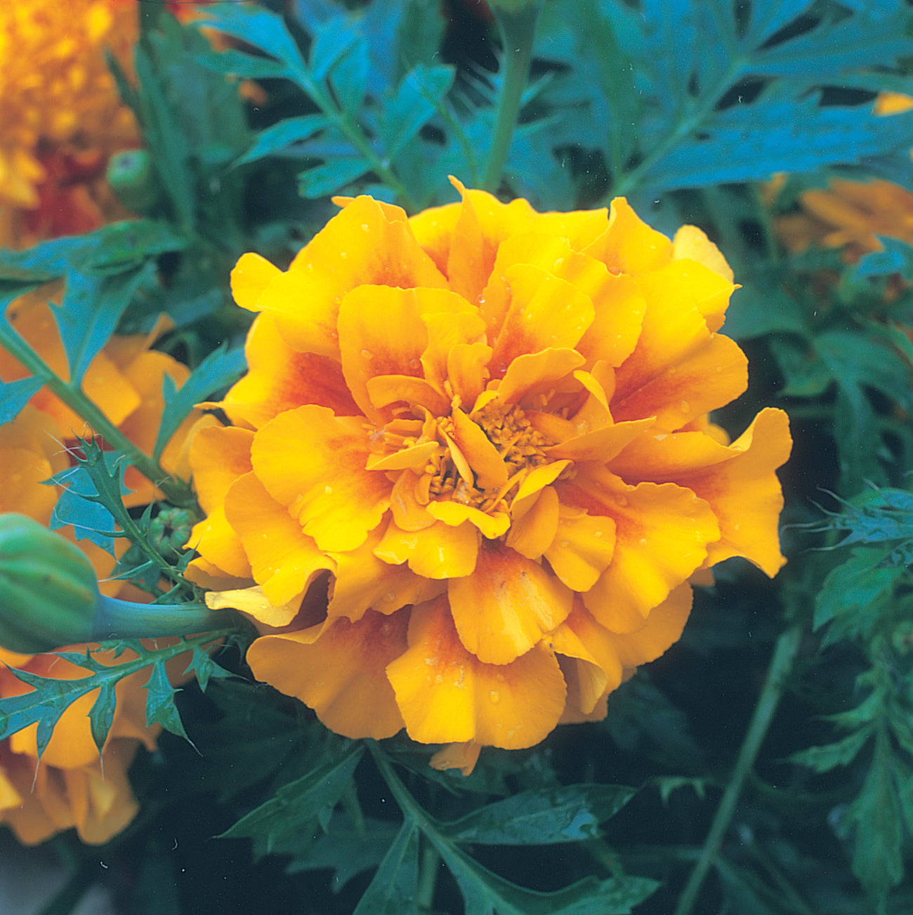 Marigold Zenith Red & Gold DTL – Vis Seed