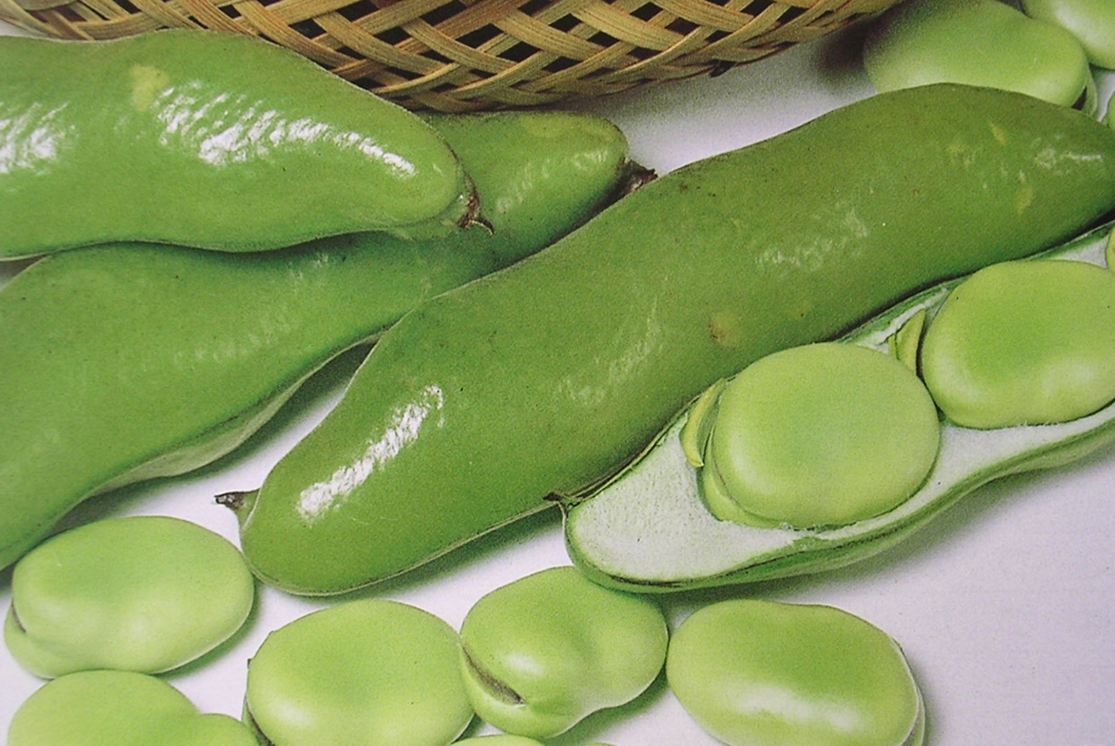 Beans Fava Jumbo – Vis Seed