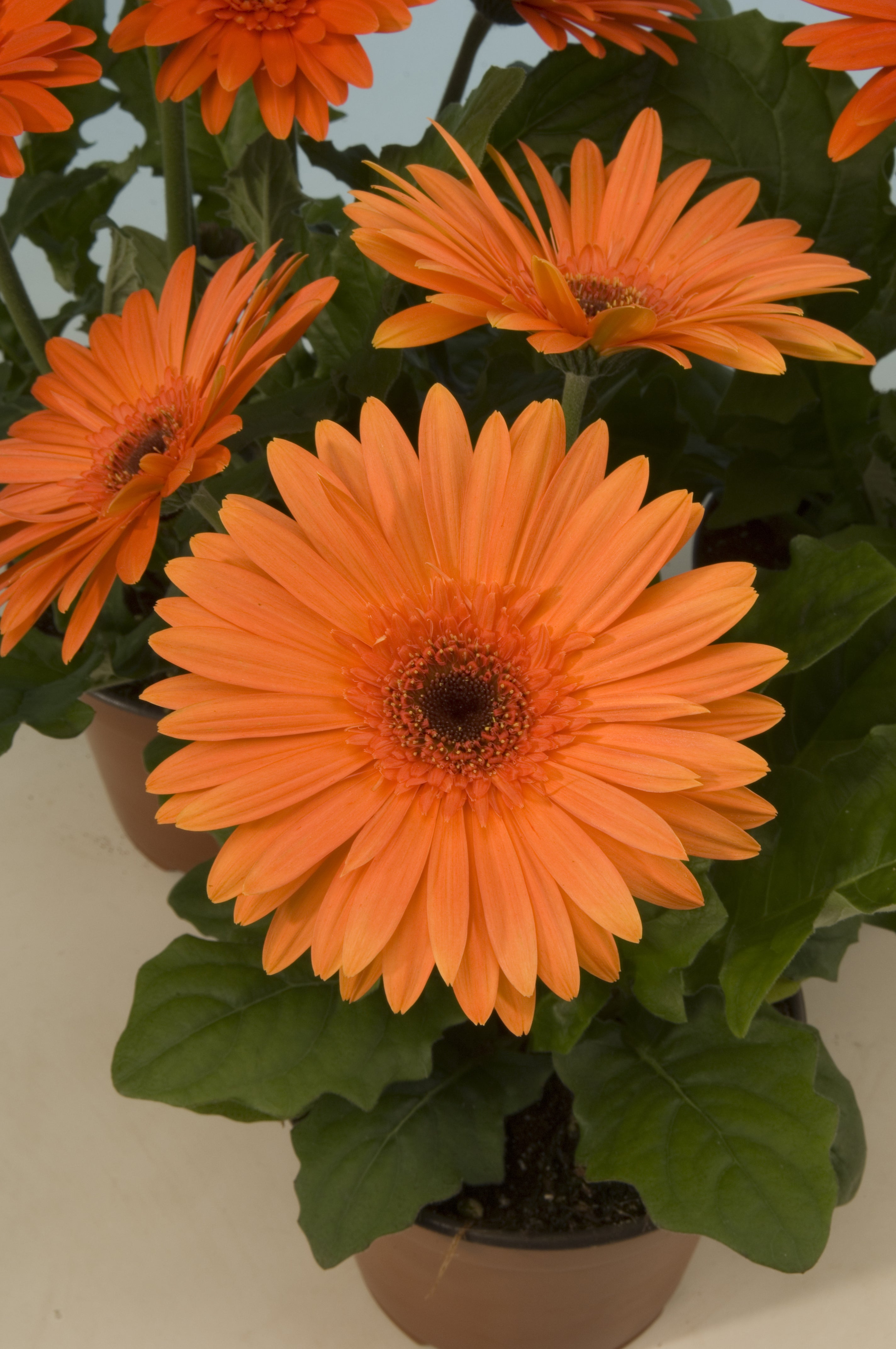 Gerbera Mega Revolution Orange w/Dark Eye – Vis Seed