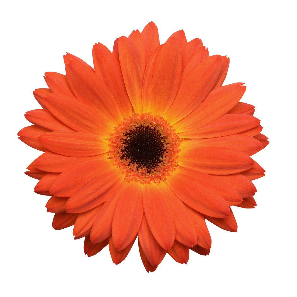Gerbera Revolution Bicolor Mix – Vis Seed
