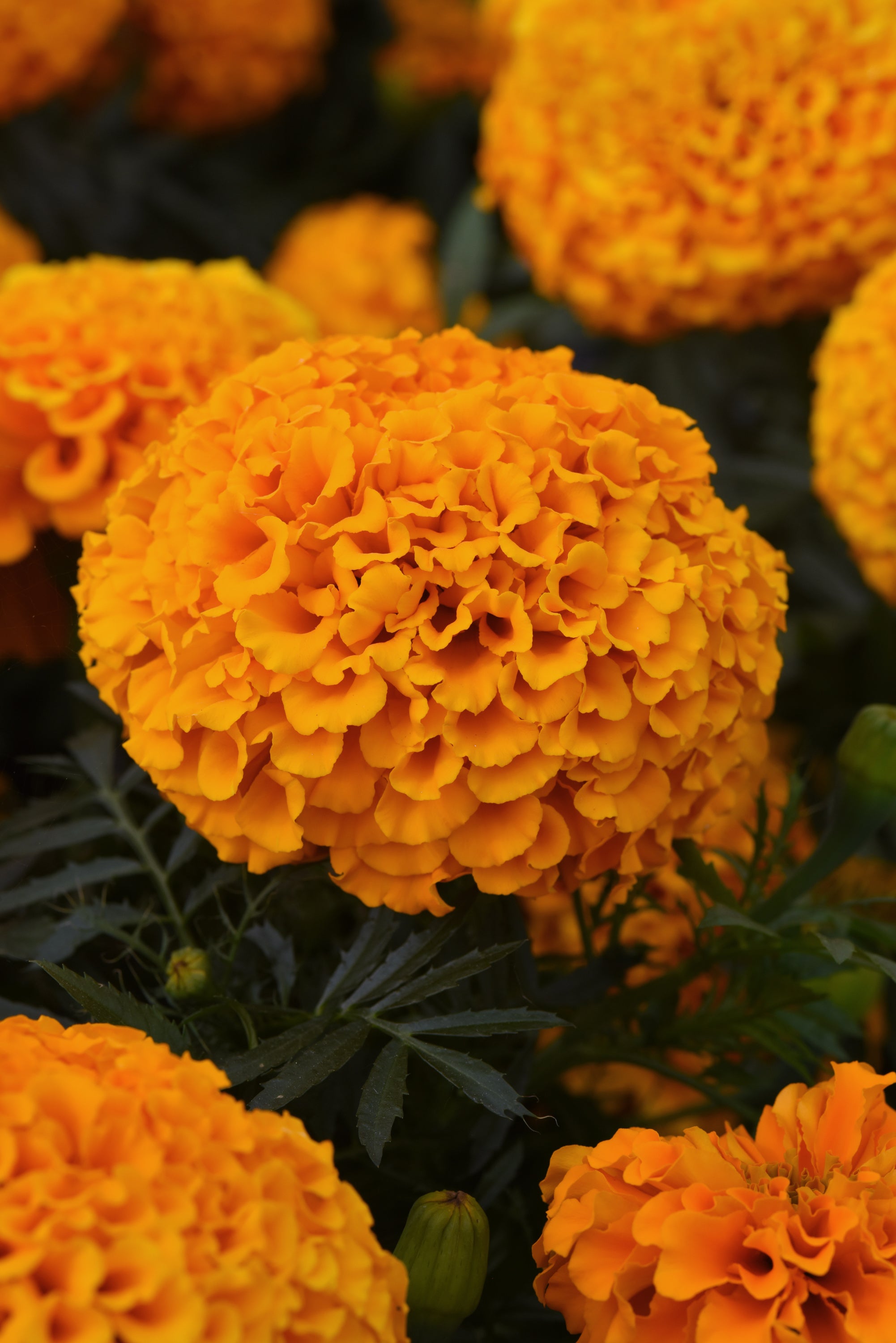 Marigold Marvel II Orange DTL – Vis Seed