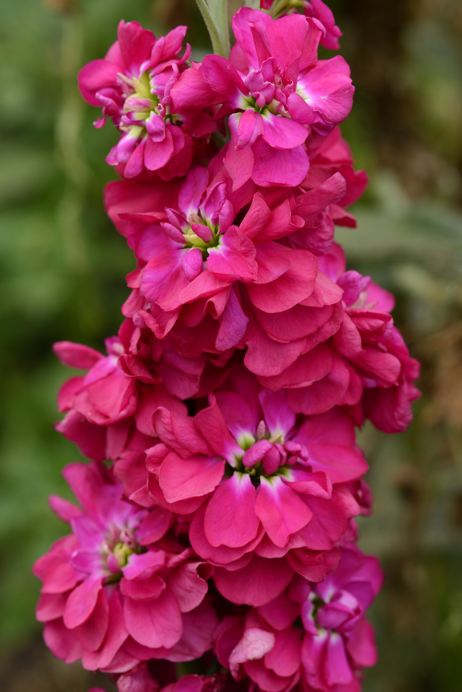 Stock, Column American Beauty – Vis Seed