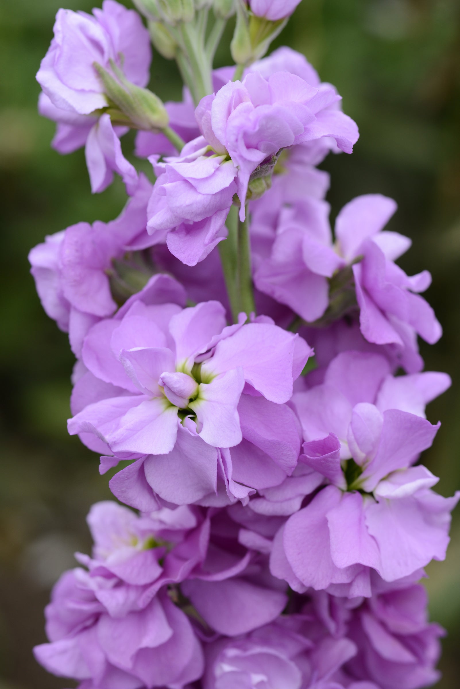 Stock, Column Lilac Lavender – Vis Seed