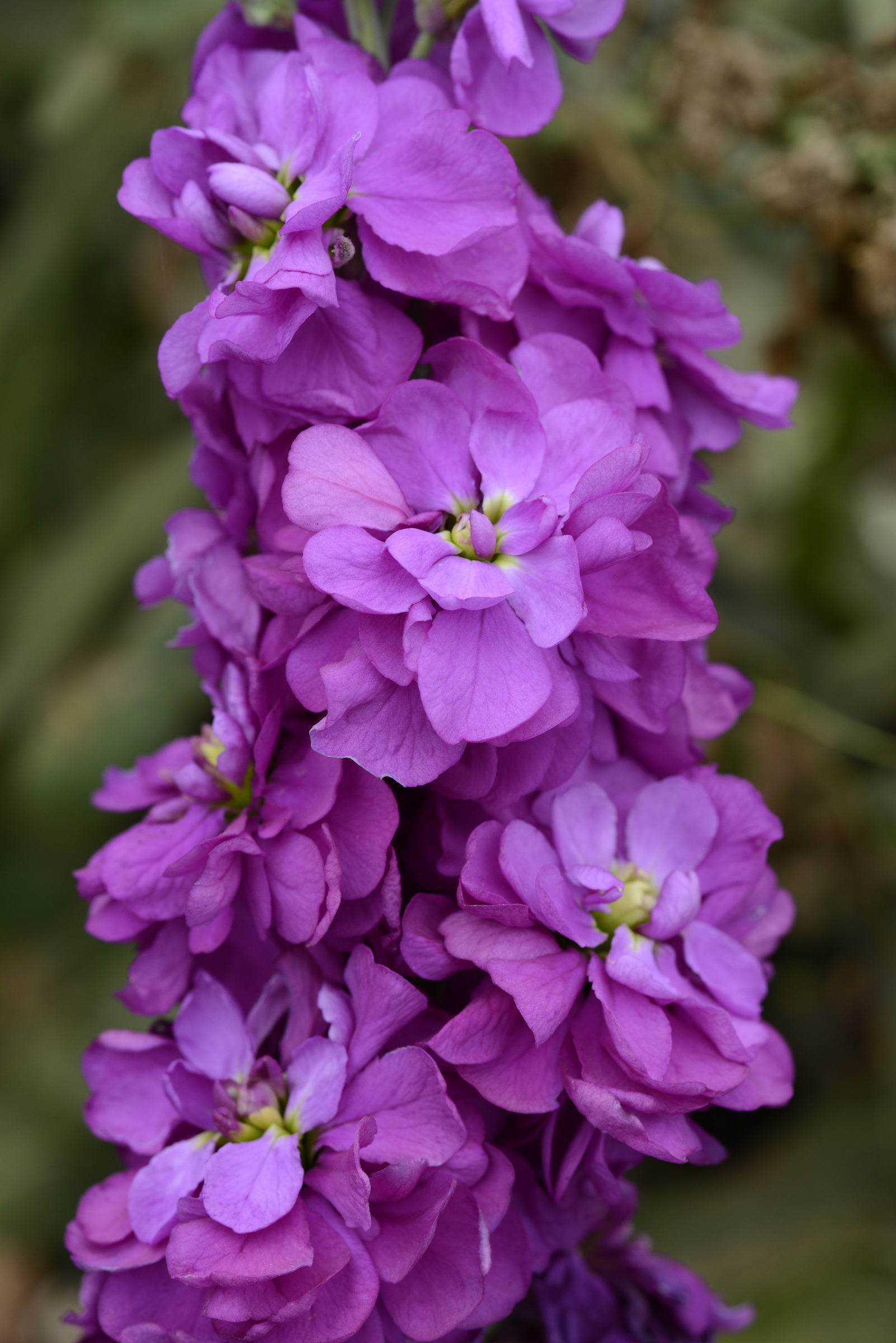 Stock, Column Miracle Mid Blue – Vis Seed