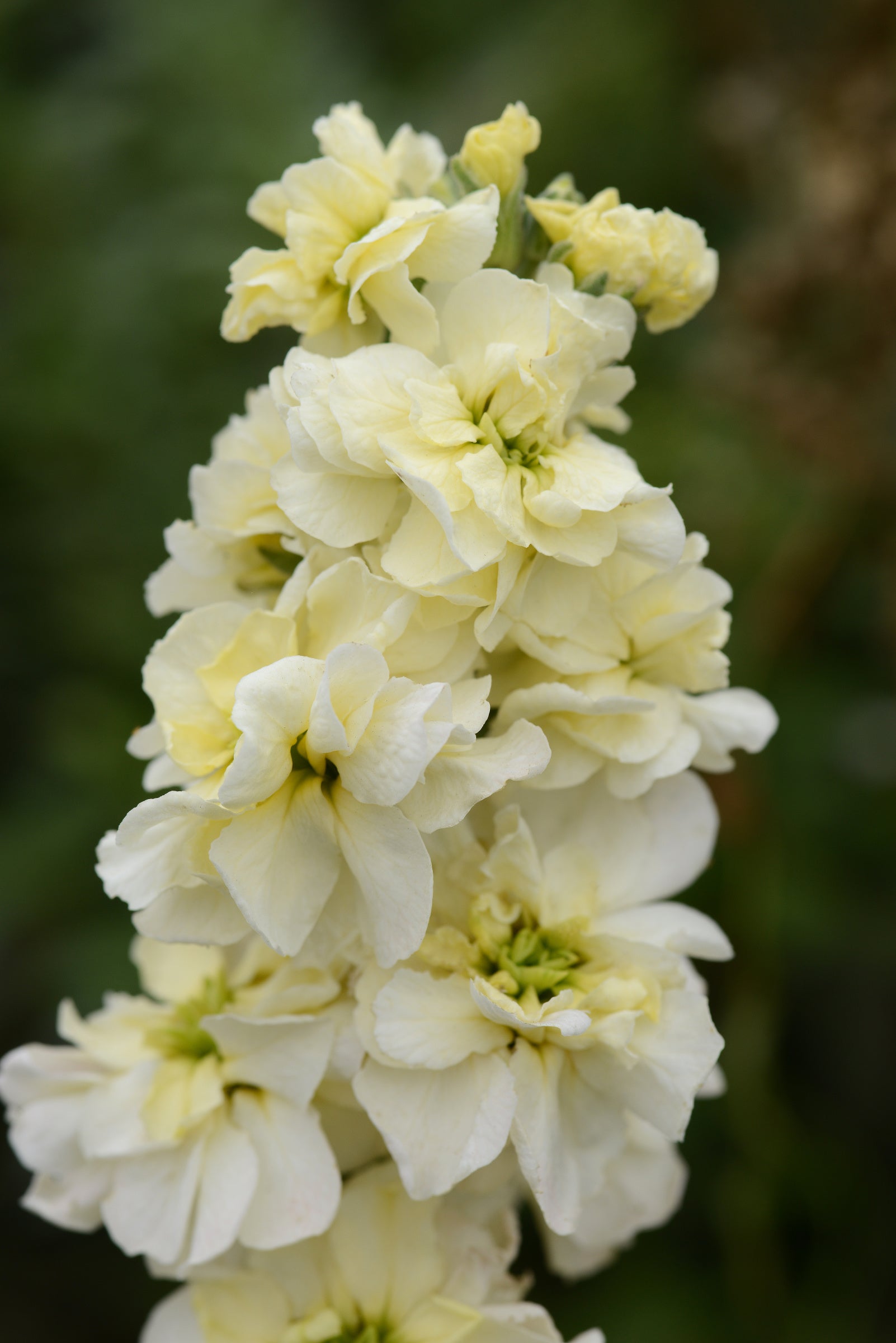 Stock, Column Miracle Yellow – Vis Seed