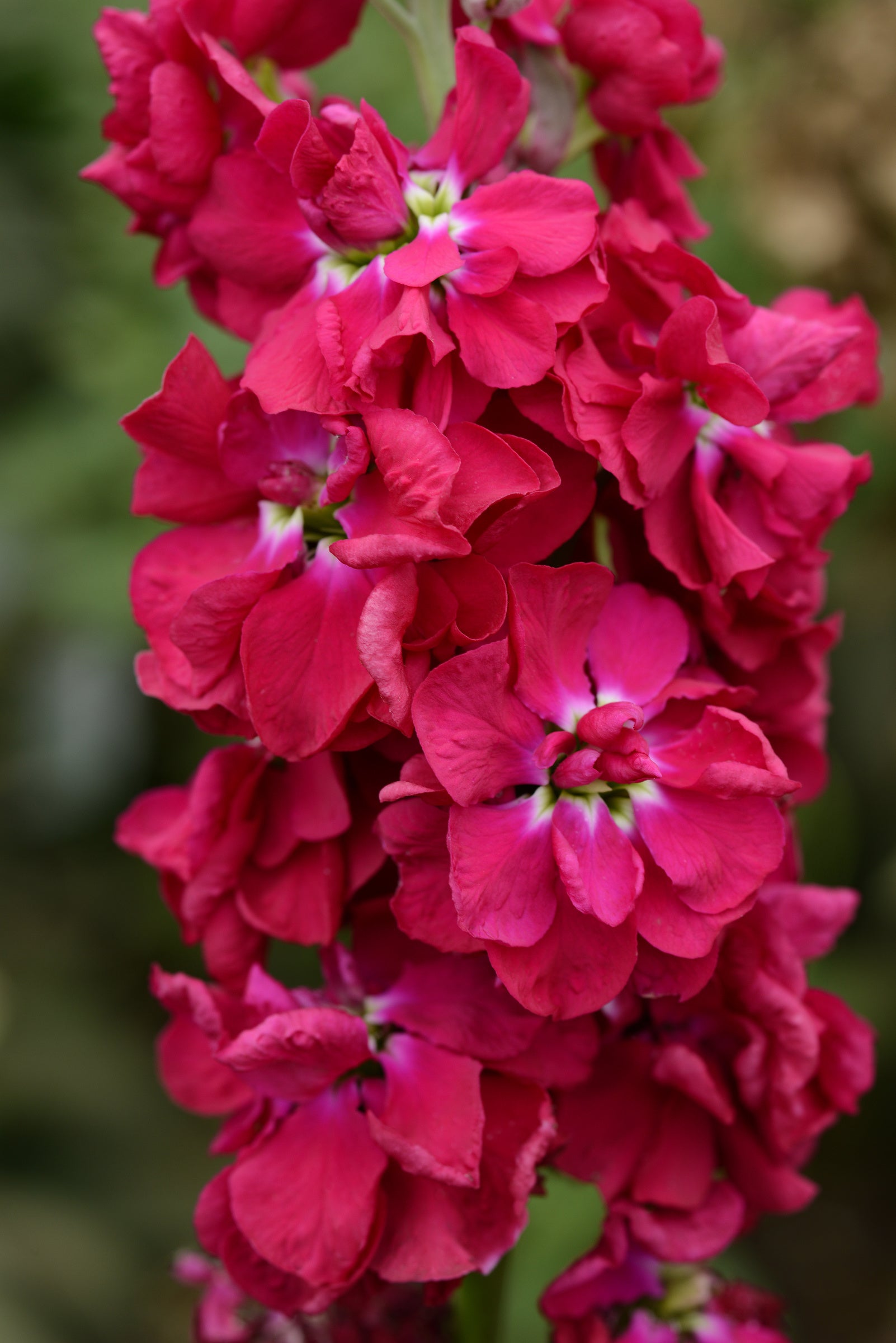 Stock, Column Pacific Crimson – Vis Seed