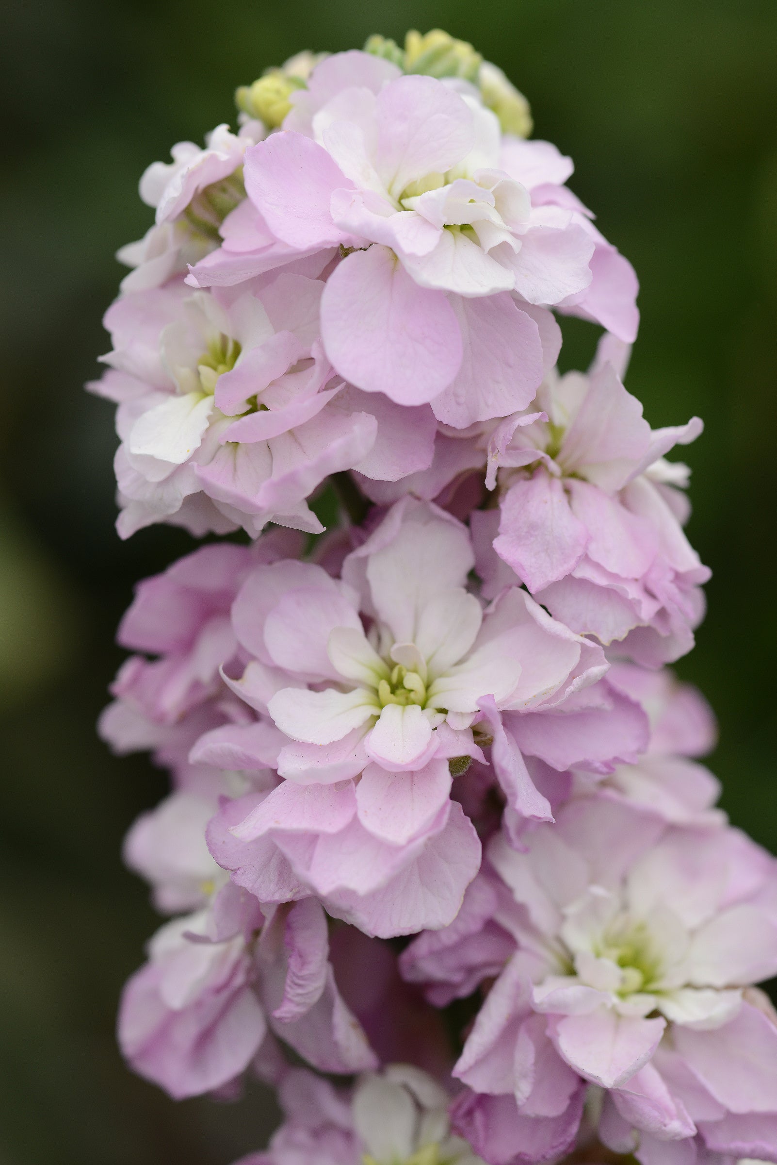 Stock, Column Sweetheart Pink – Vis Seed