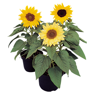 Sunflower Pacino Gold – Vis Seed