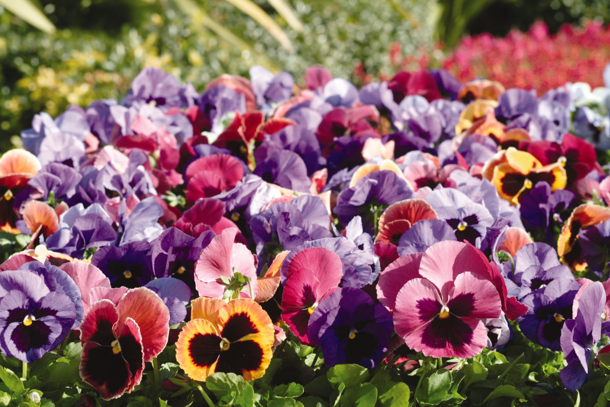 Pansy Matrix Coastal Sunrise Mix PRIMED – Vis Seed