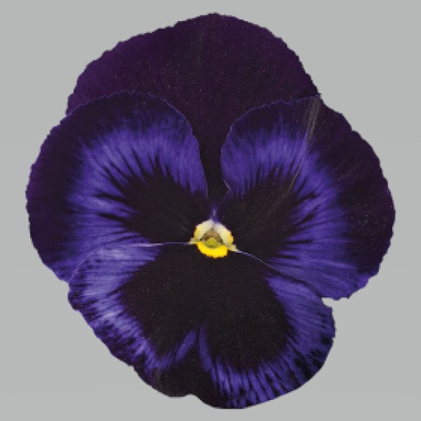 Pansy Inspire Plus Blue Velvet Primed – Vis Seed