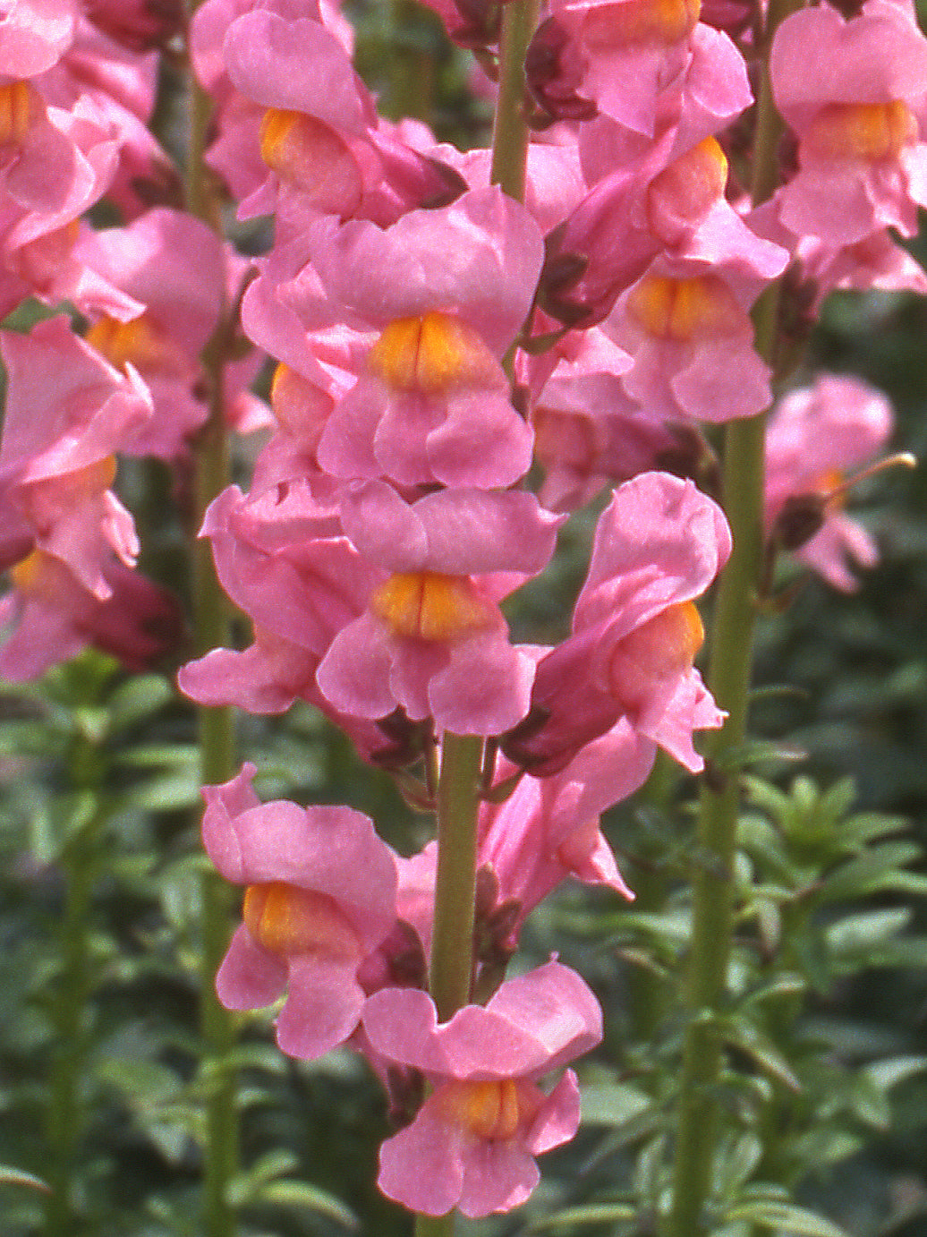 Snapdragon Rocket Rose Shades – Vis Seed