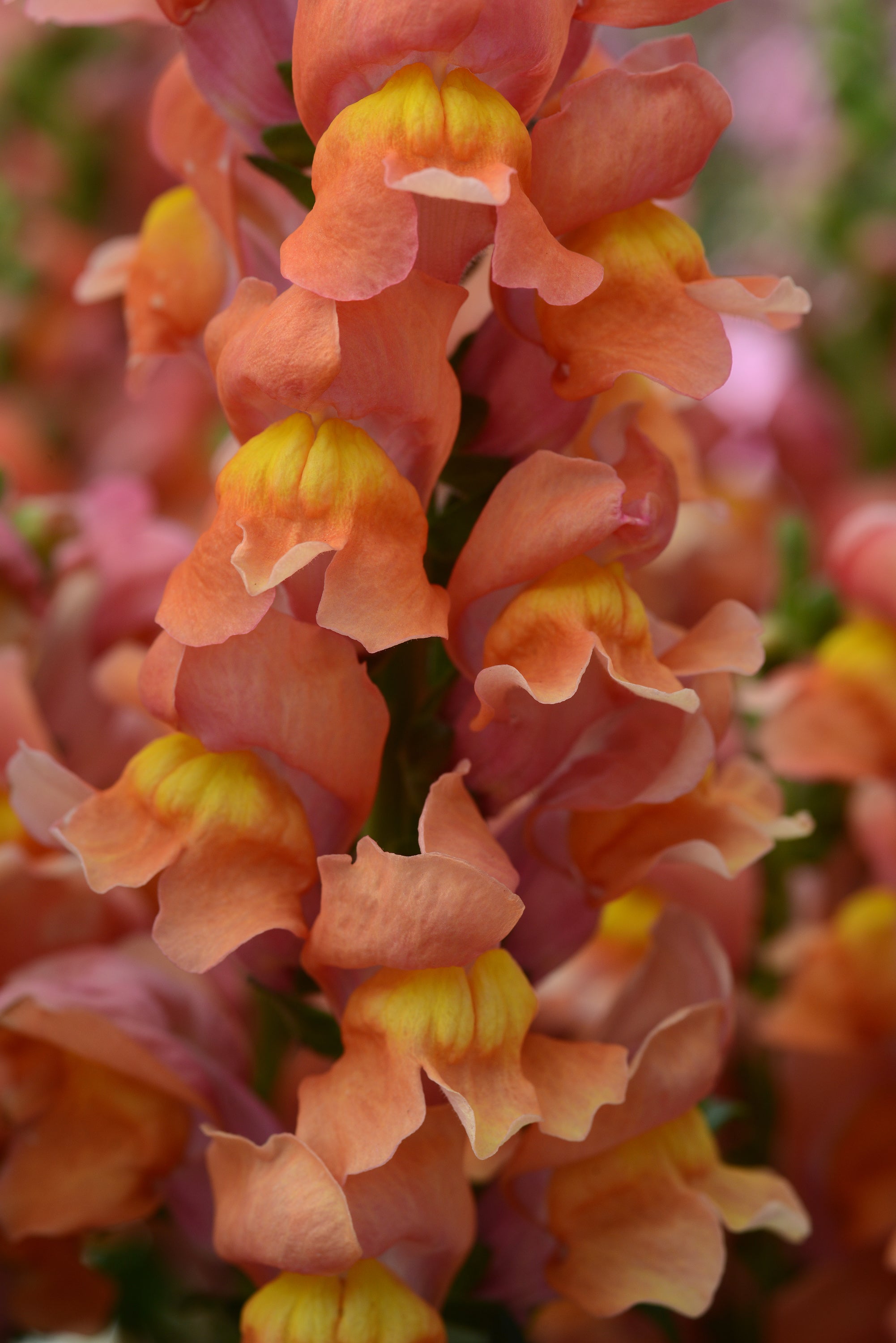 Snapdragon Rocket Bronze – Vis Seed