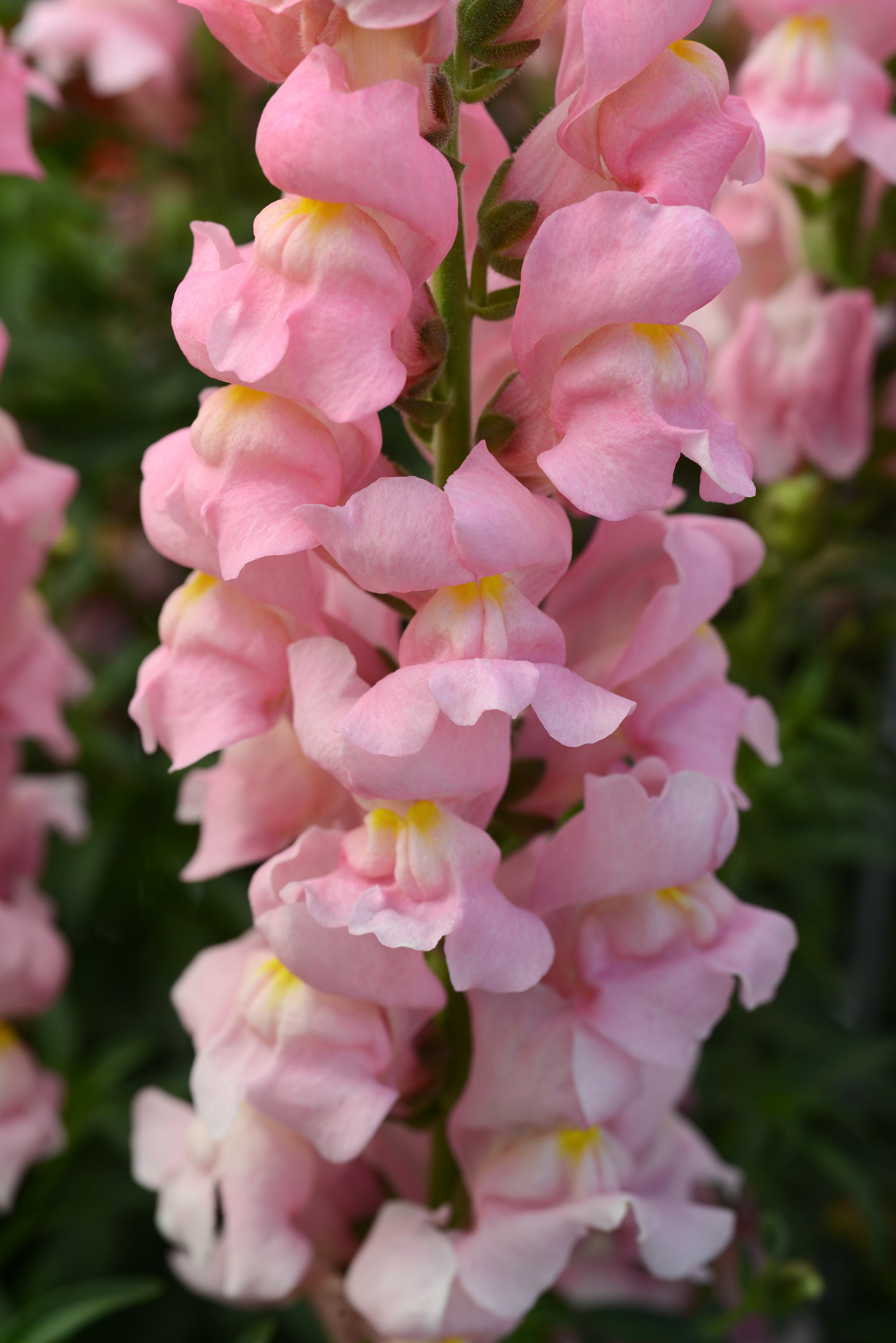 Snapdragon Rocket Pink – Vis Seed