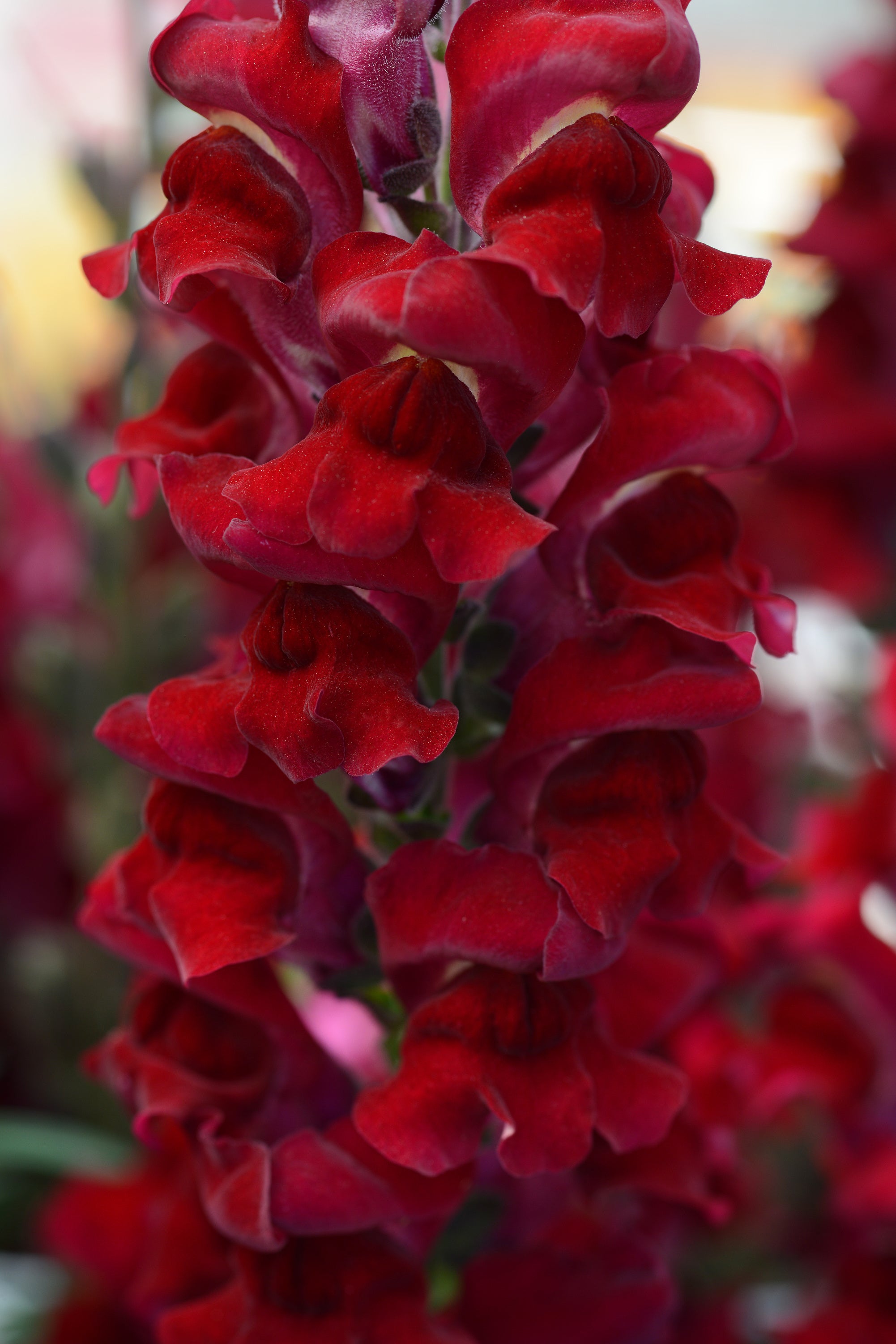 Snapdragon Rocket Red – Vis Seed