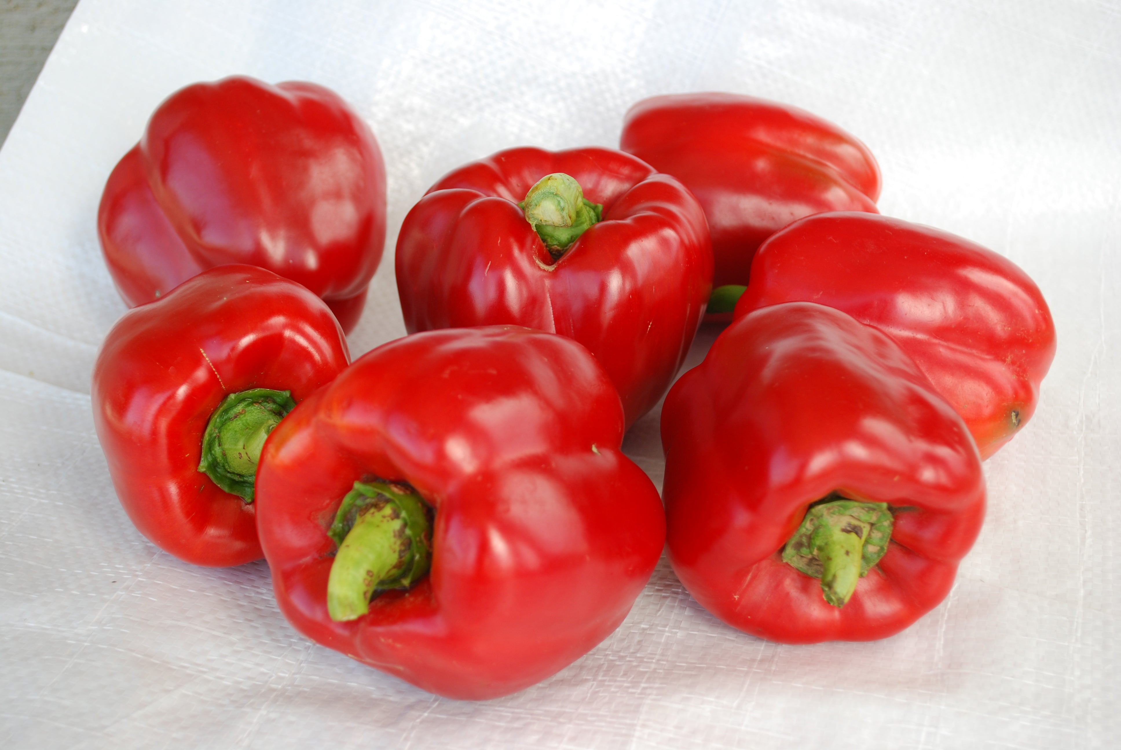 Pepper Keystone Giant, Bell – Vis Seed