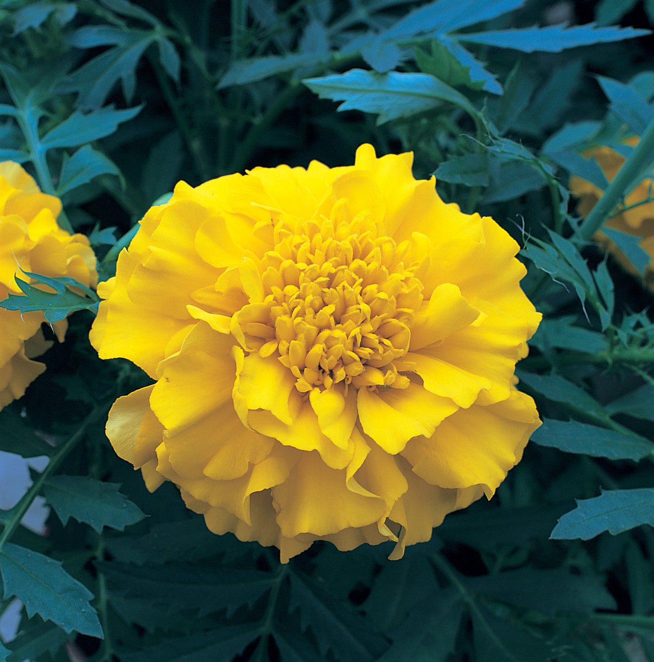 Marigold Zenith Yellow DTL – Vis Seed