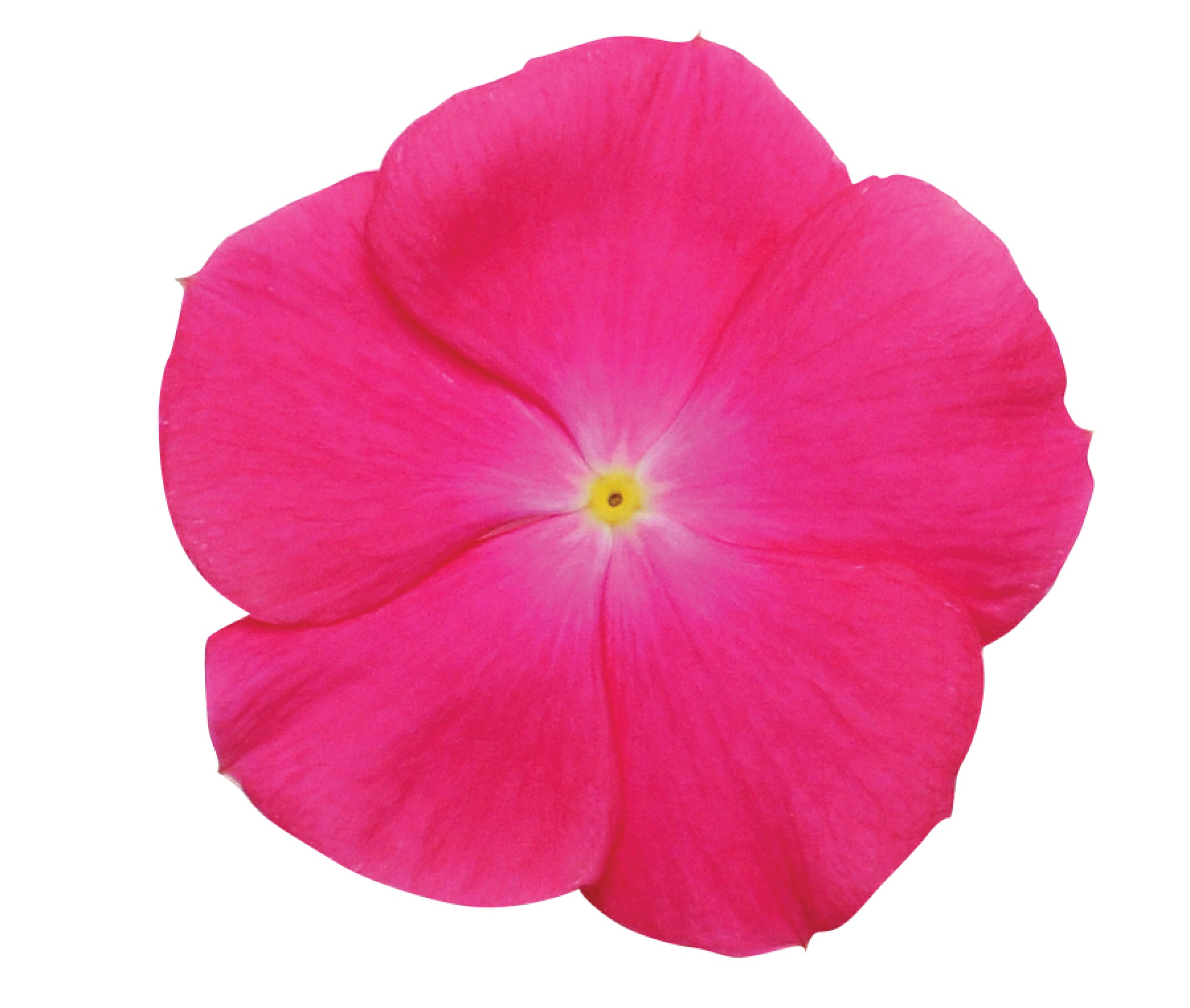 Vinca Titan Rose – Vis Seed